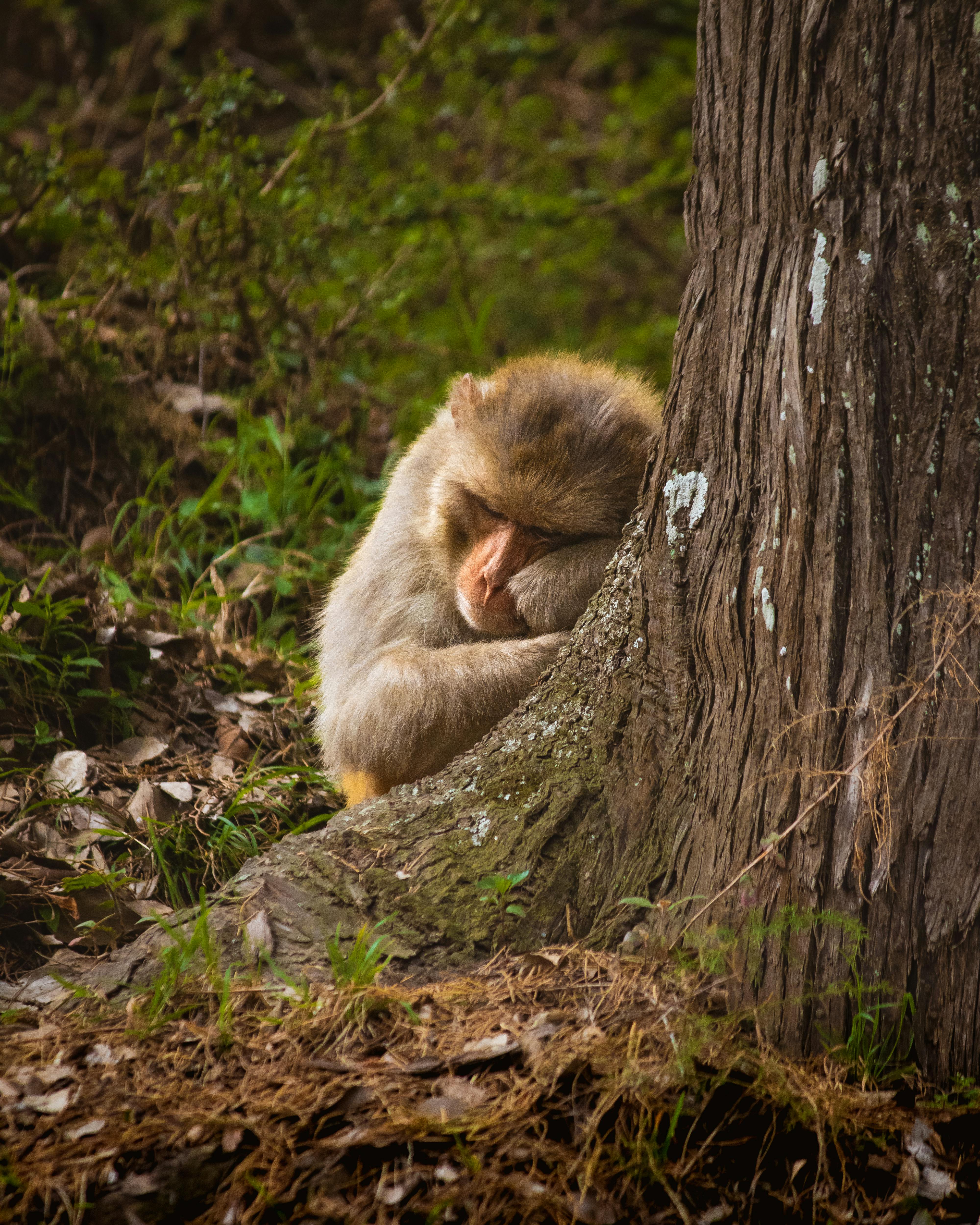 Macaque Sleeping in the Tree Roots · Free Stock Photo