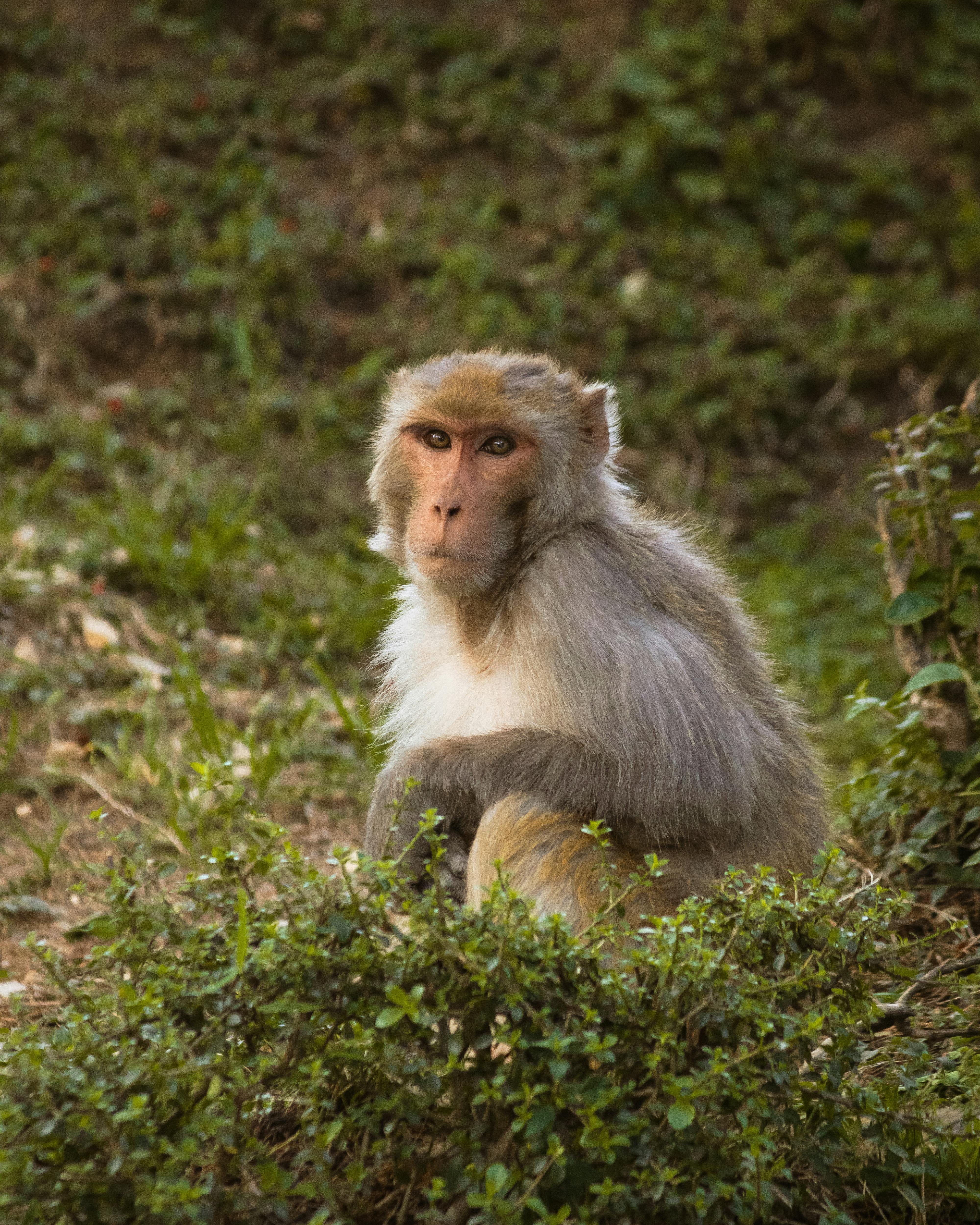 Ape Egg Photos, Download The BEST Free Ape Egg Stock Photos & HD Images