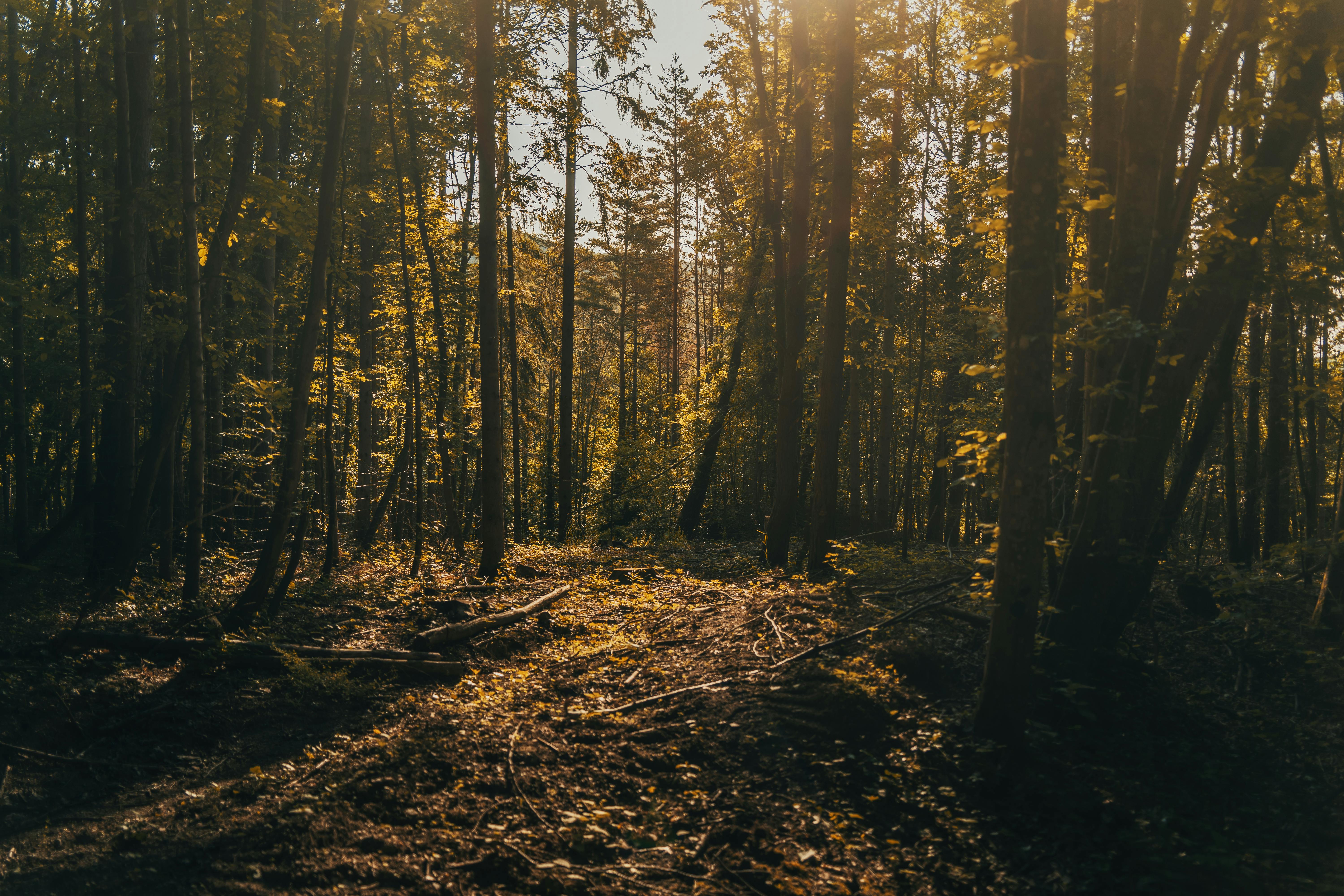 Small Clearing in the Forest · Free Stock Photo