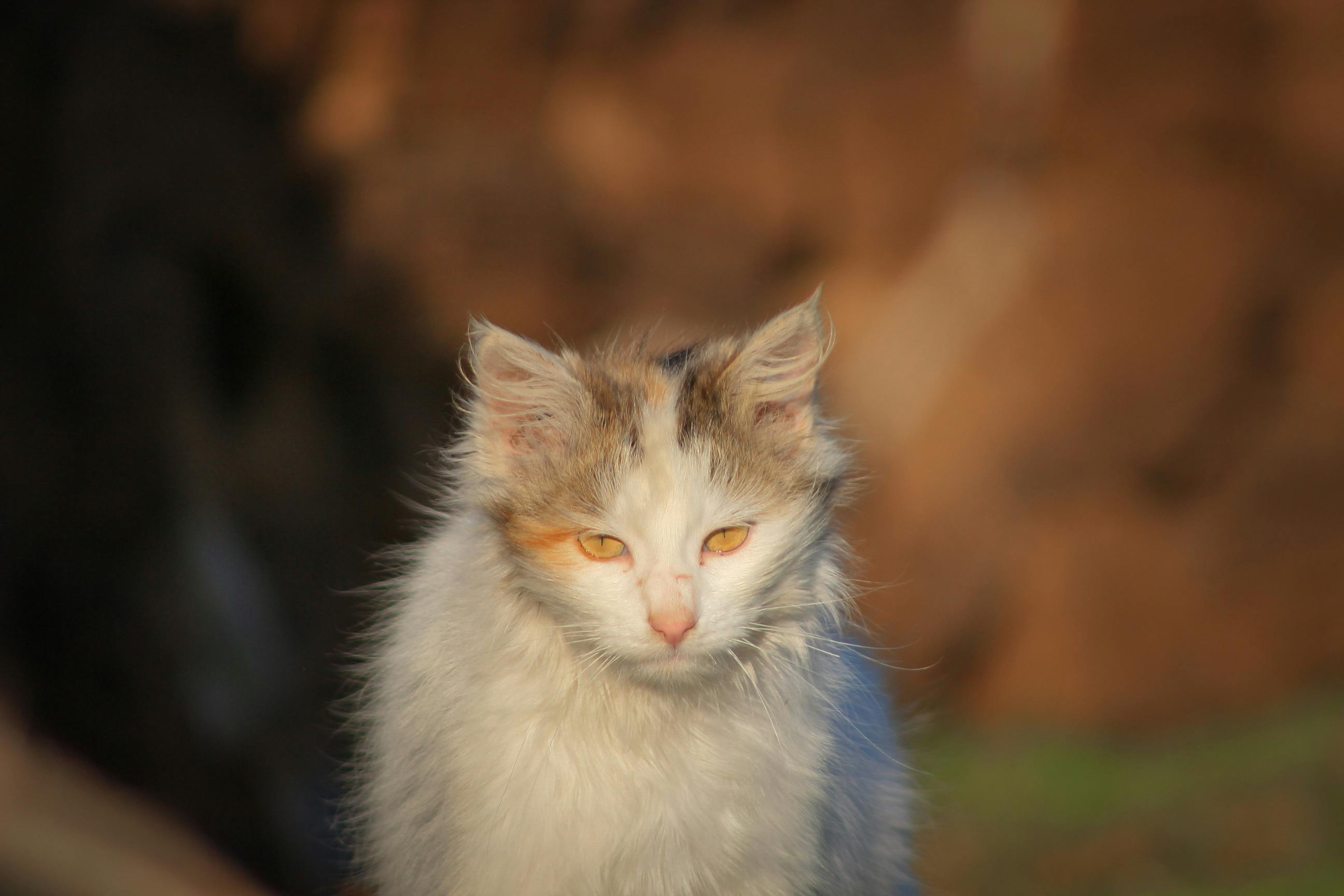 Feral Cat Photos, Download The BEST Free Feral Cat Stock Photos & HD Images