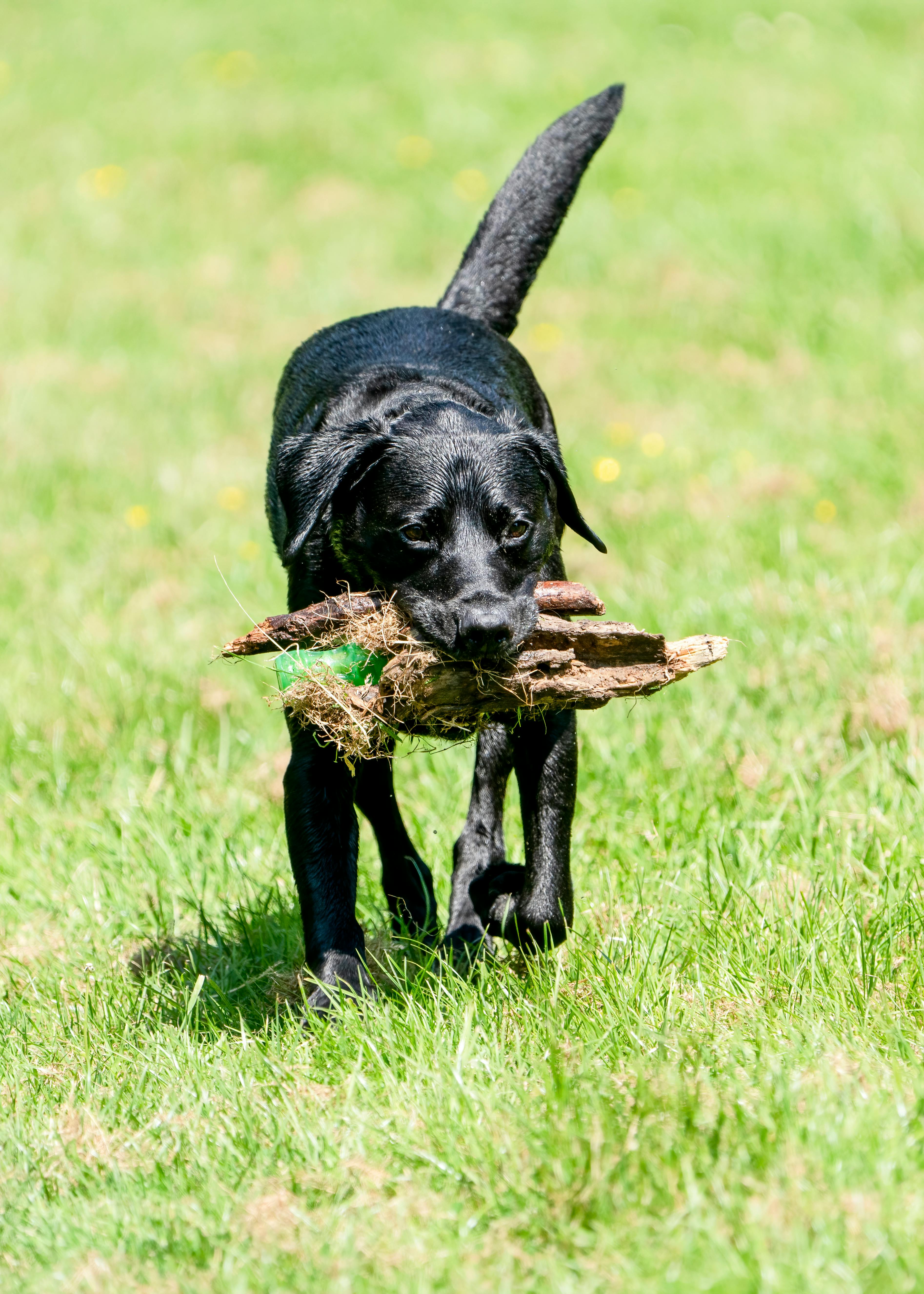 A Dog Standing on Two Paws · Free Stock Photo