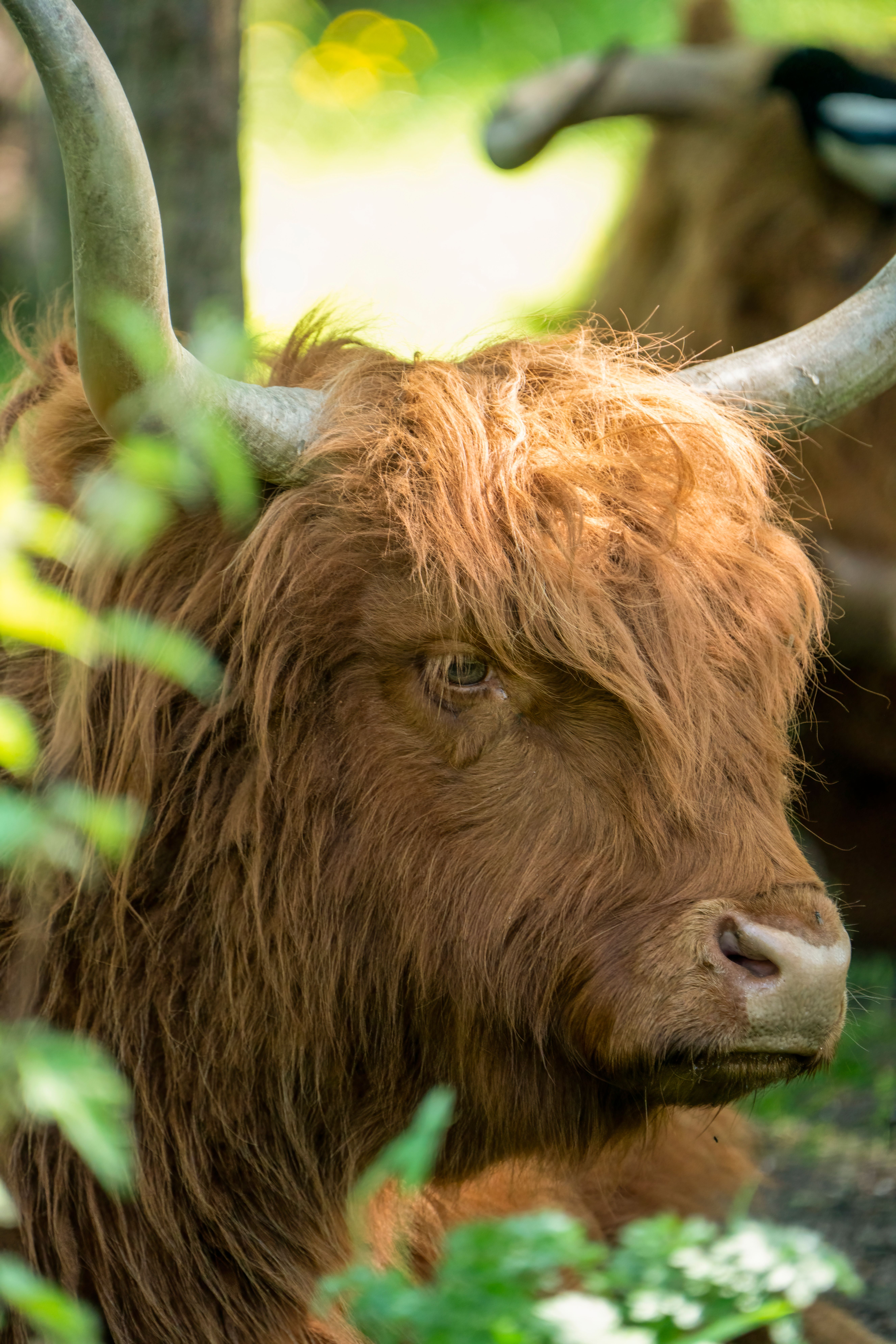 Brown Cow Side View in Low Angle Photography · Free Stock Photo