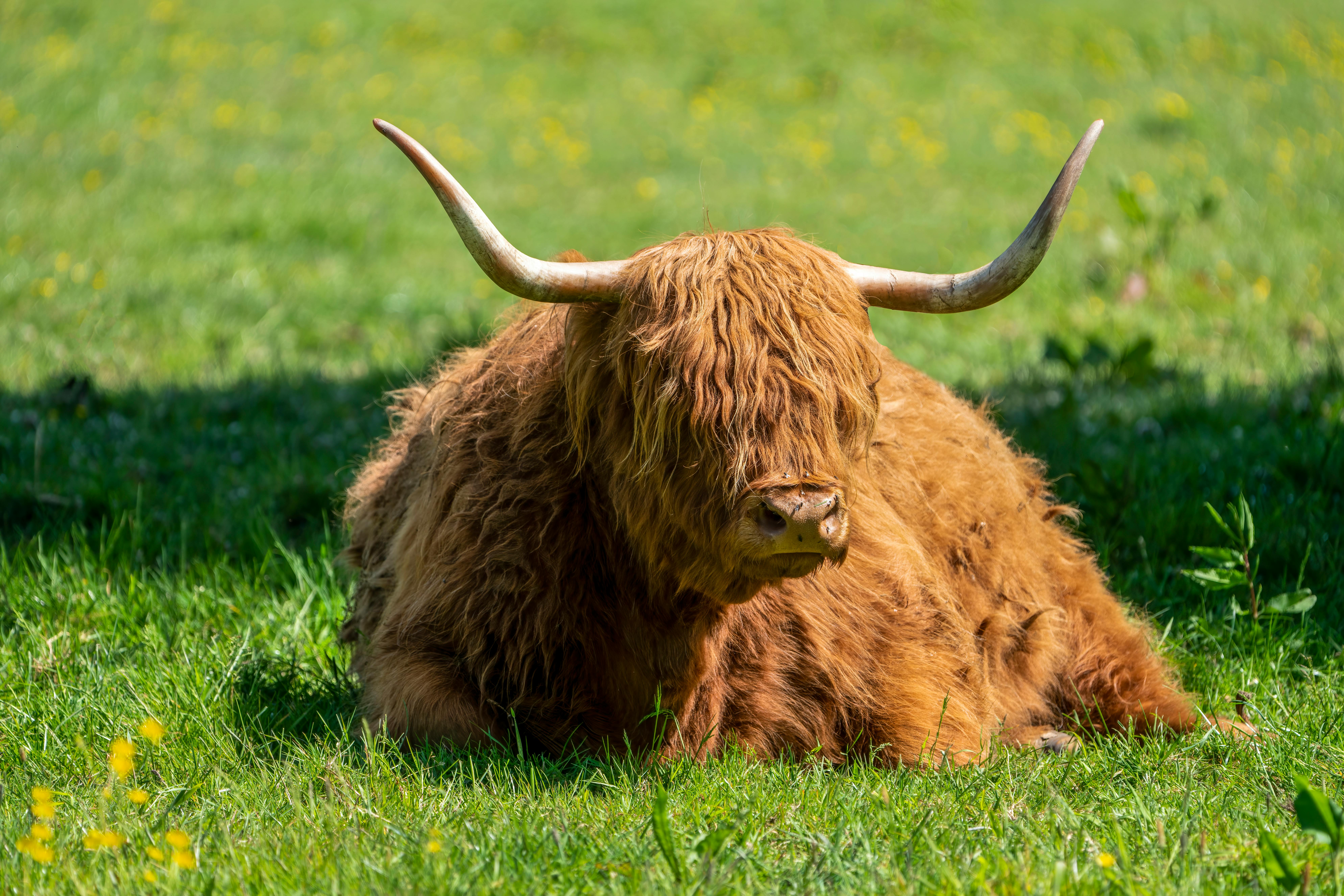 Brown Yak on Green and Brown Grass Field · Free Stock Photo
