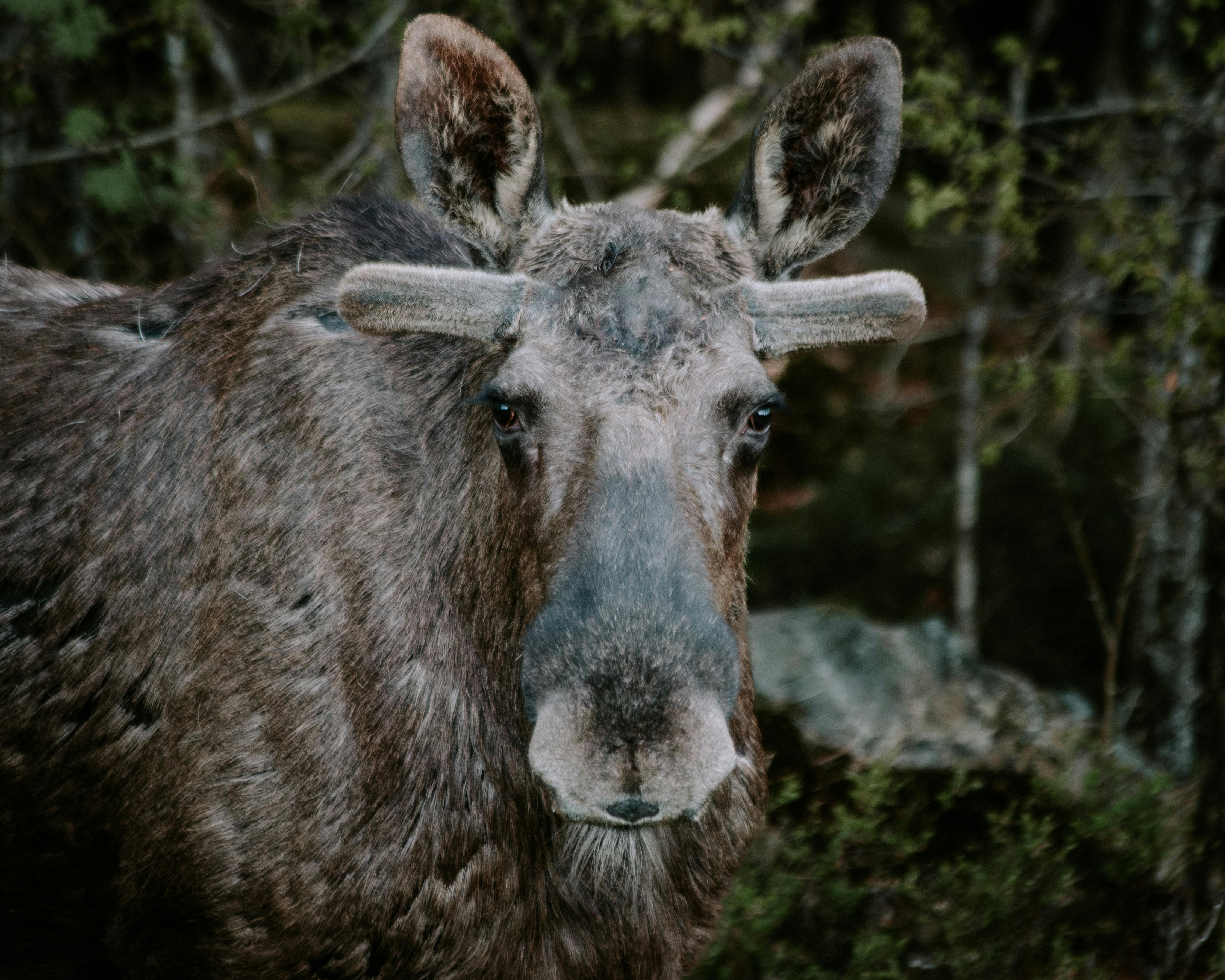 Close-up of a moose bull · Free Stock Photo