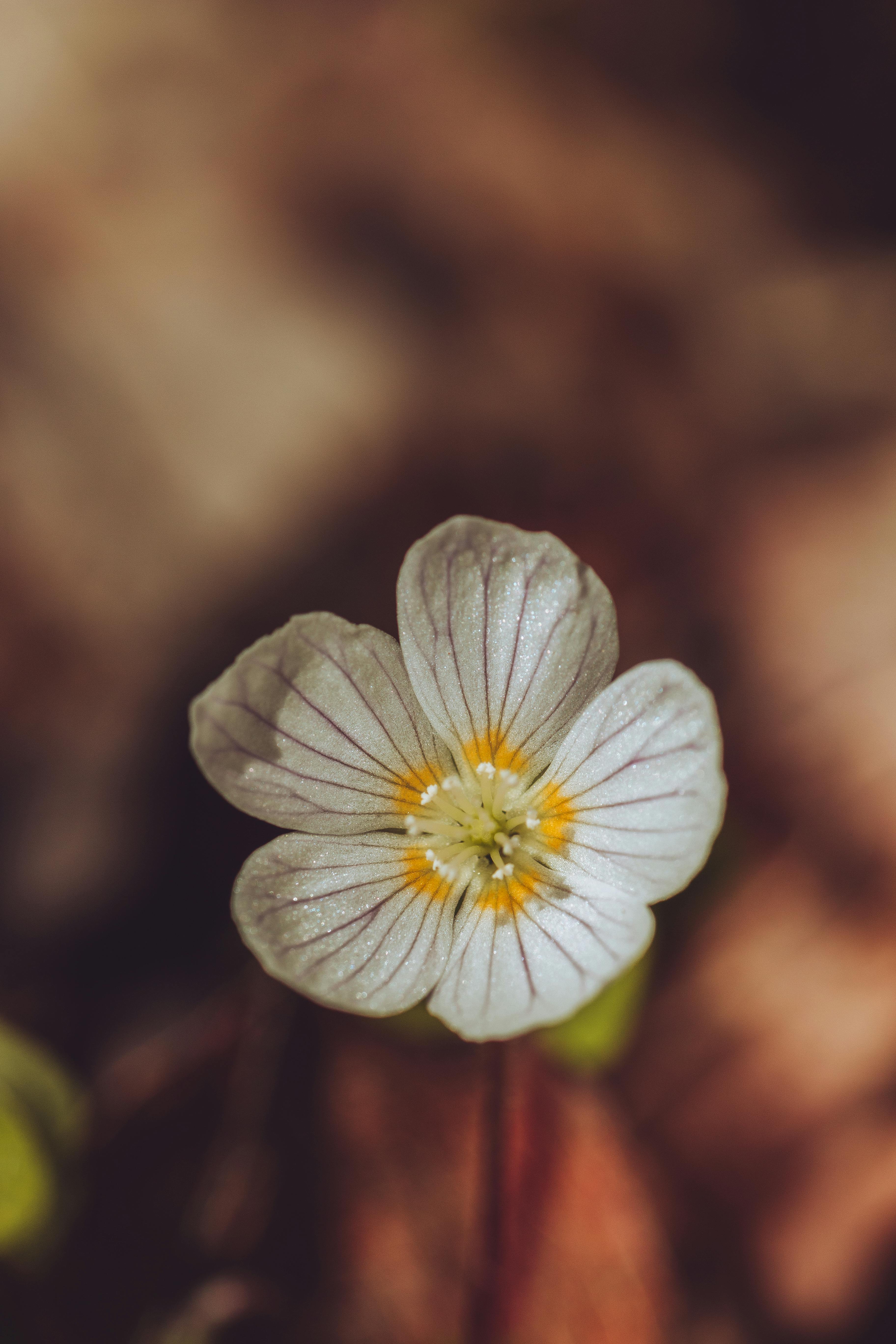 Close-up of a Wood Sorrel Flower · Free Stock Photo
