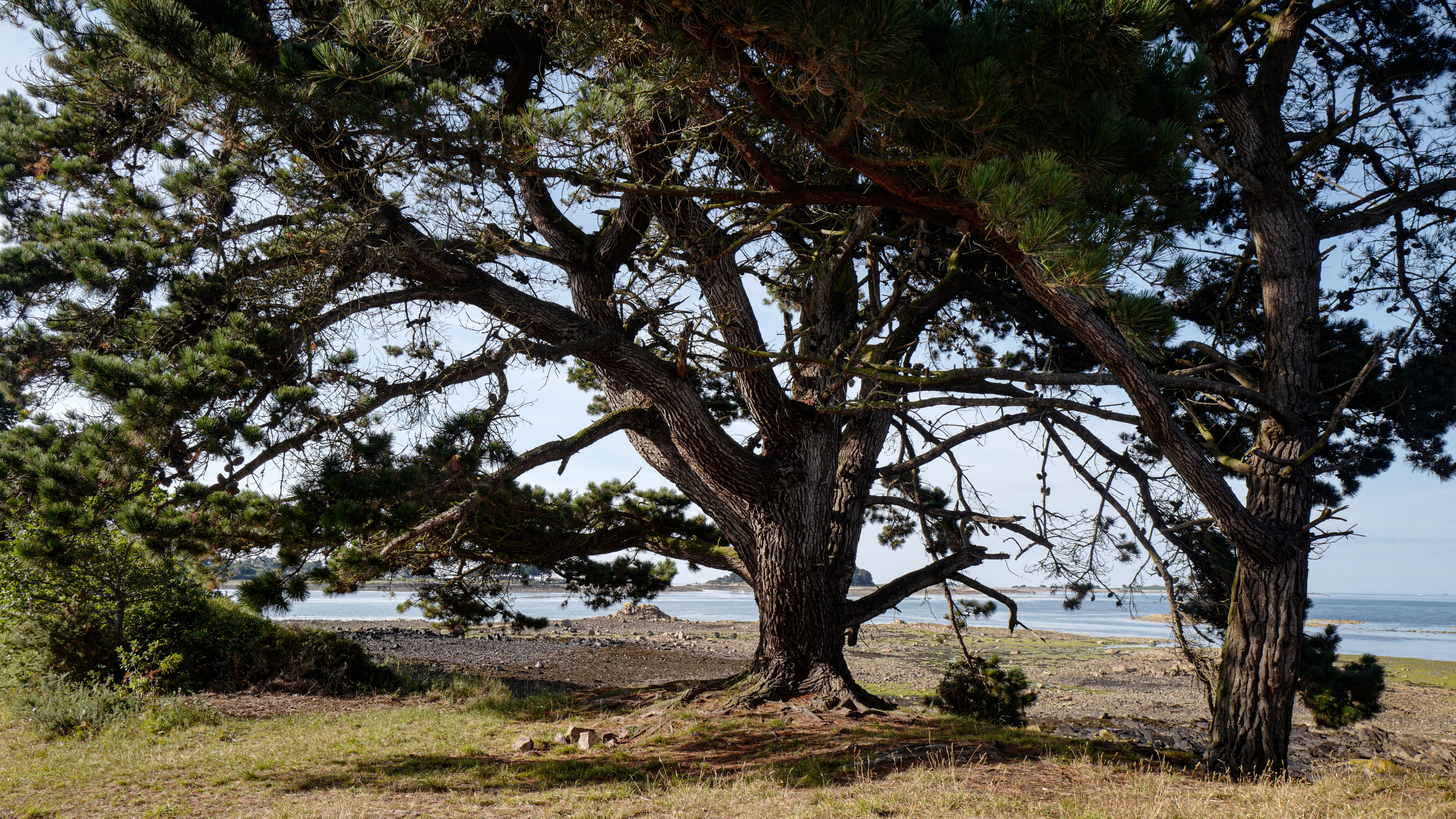 Cypress Tree Growing by Sea Shore · Free Stock Photo