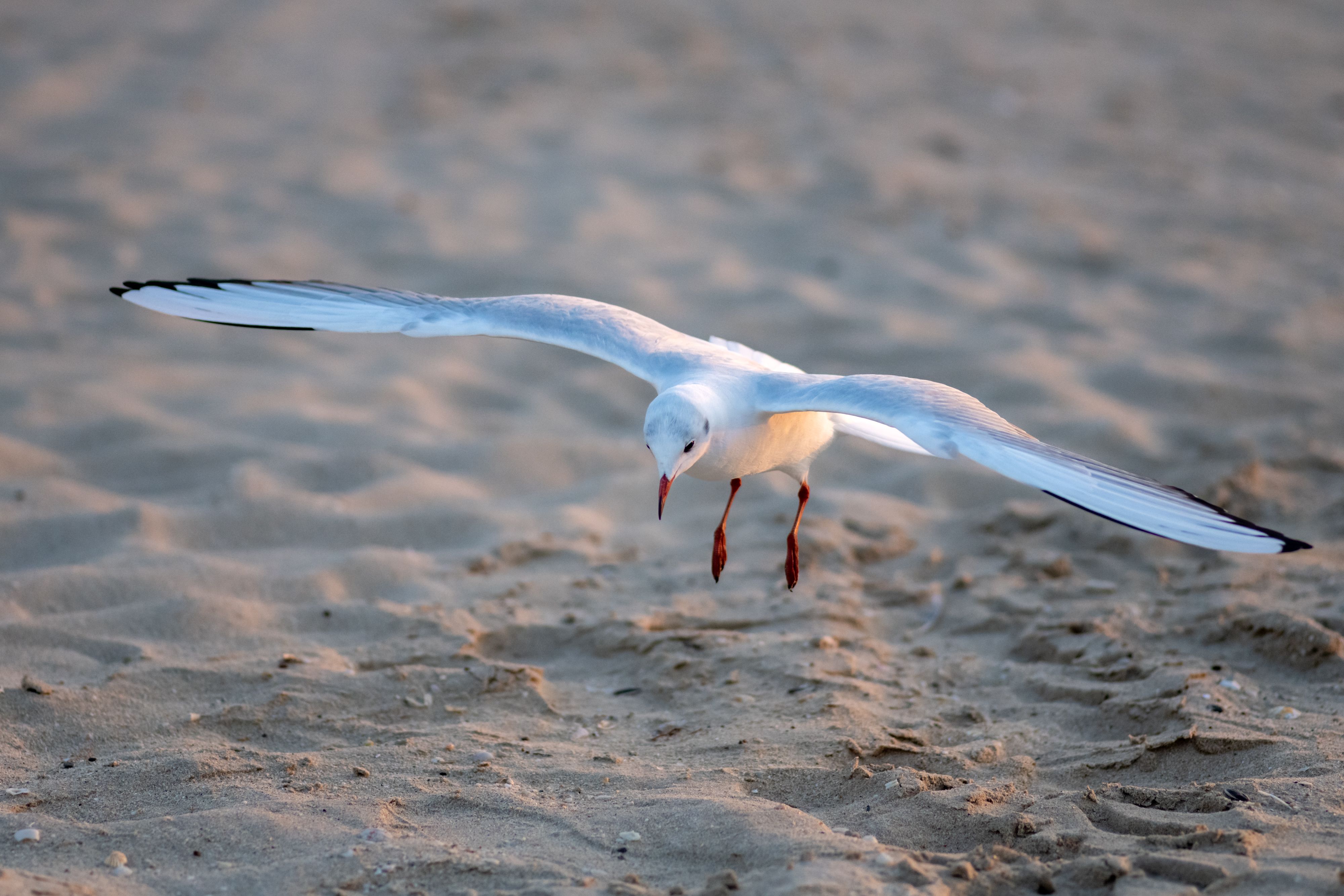 Seagull Flying Photos, Download The BEST Free Seagull Flying Stock ...