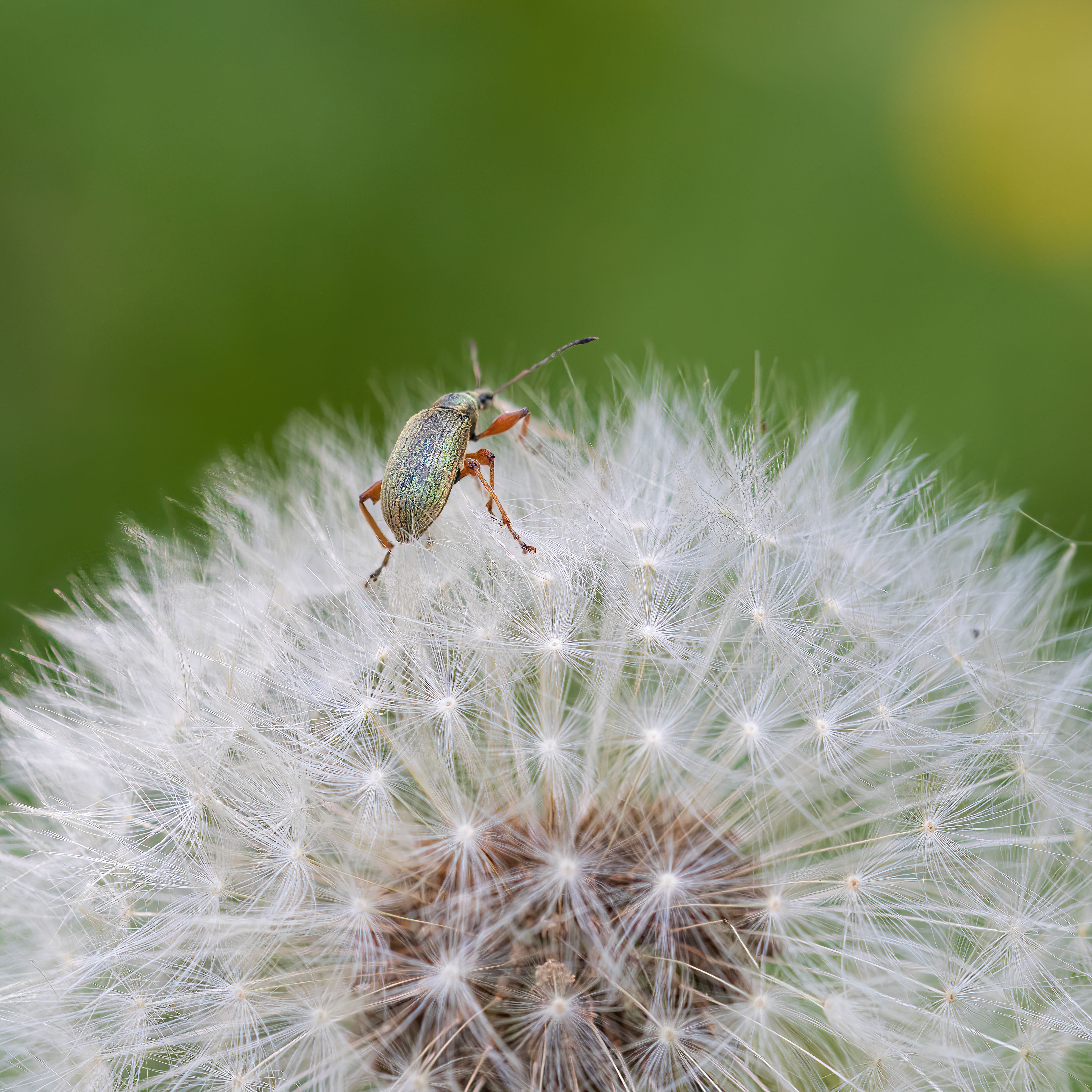 Close up of Insect on Dandelion · Free Stock Photo