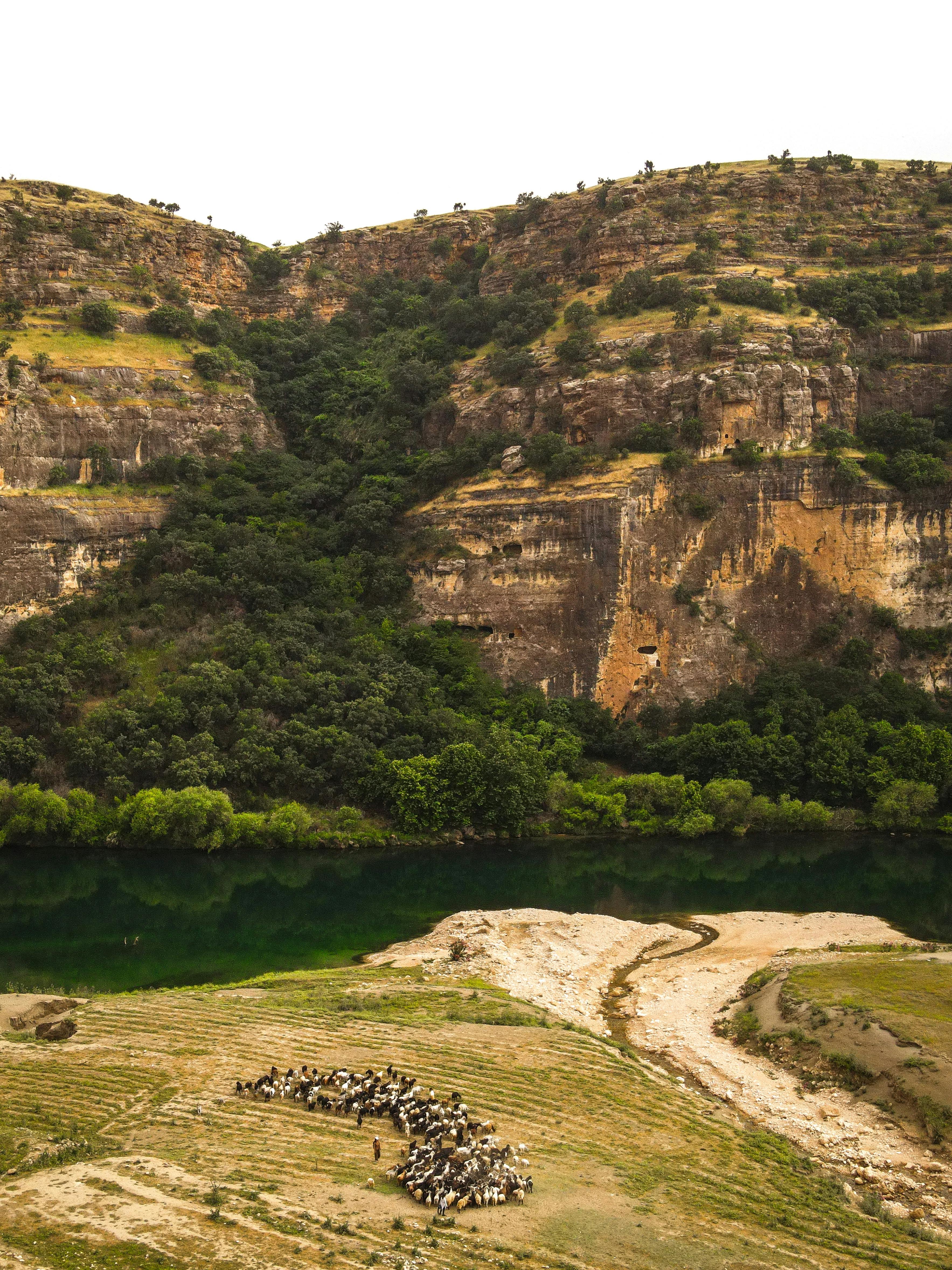 Shepherd with a Flock of Sheep in a Pasture Under a Rocky Cliff by the ...