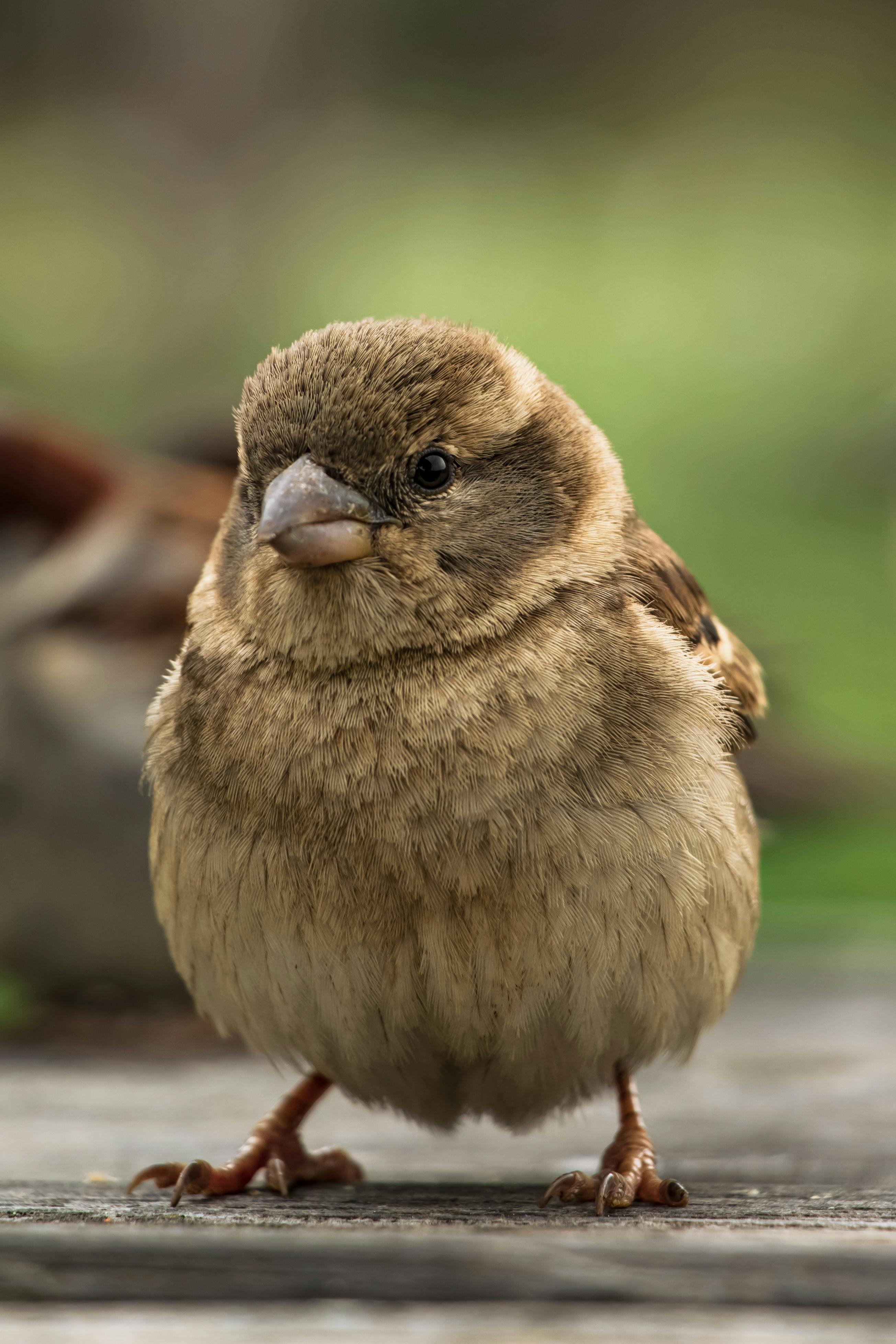 Bird Map Photos, Download The BEST Free Bird Map Stock Photos & HD Images