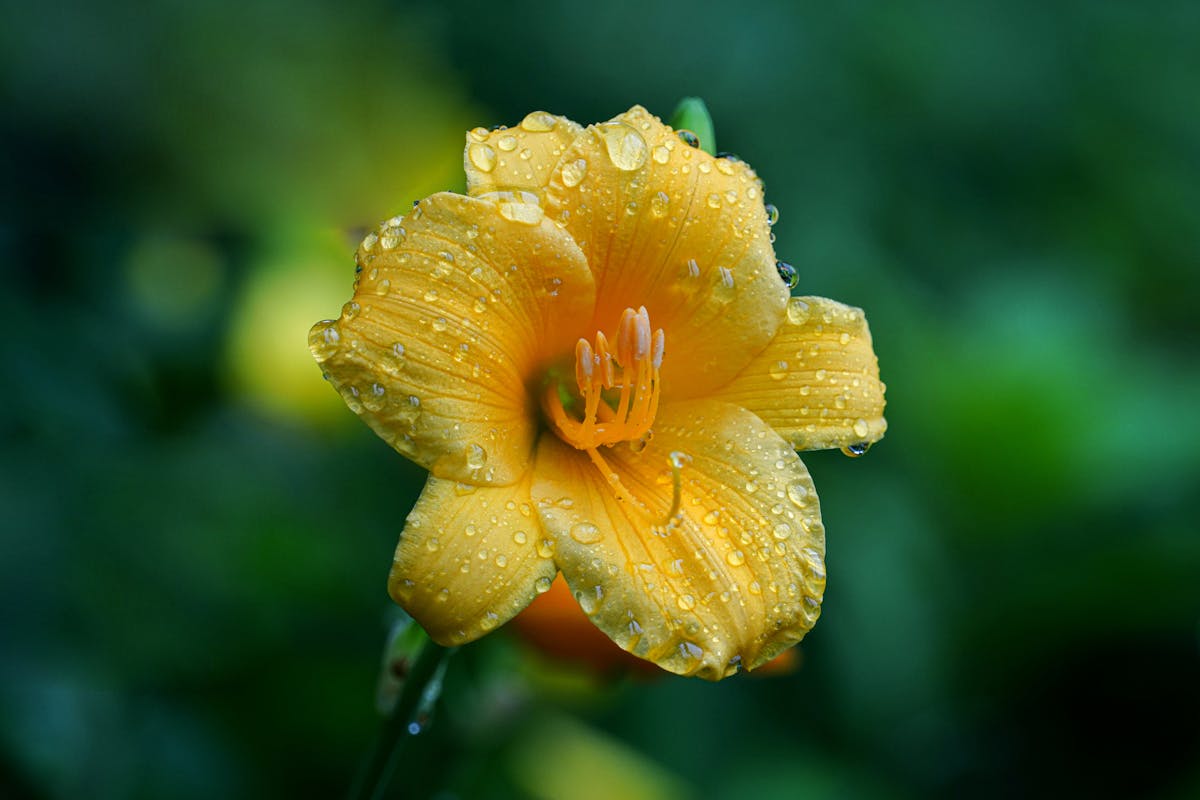 Yellow Raindrop Photos, Download The BEST Free Yellow Raindrop Stock ...