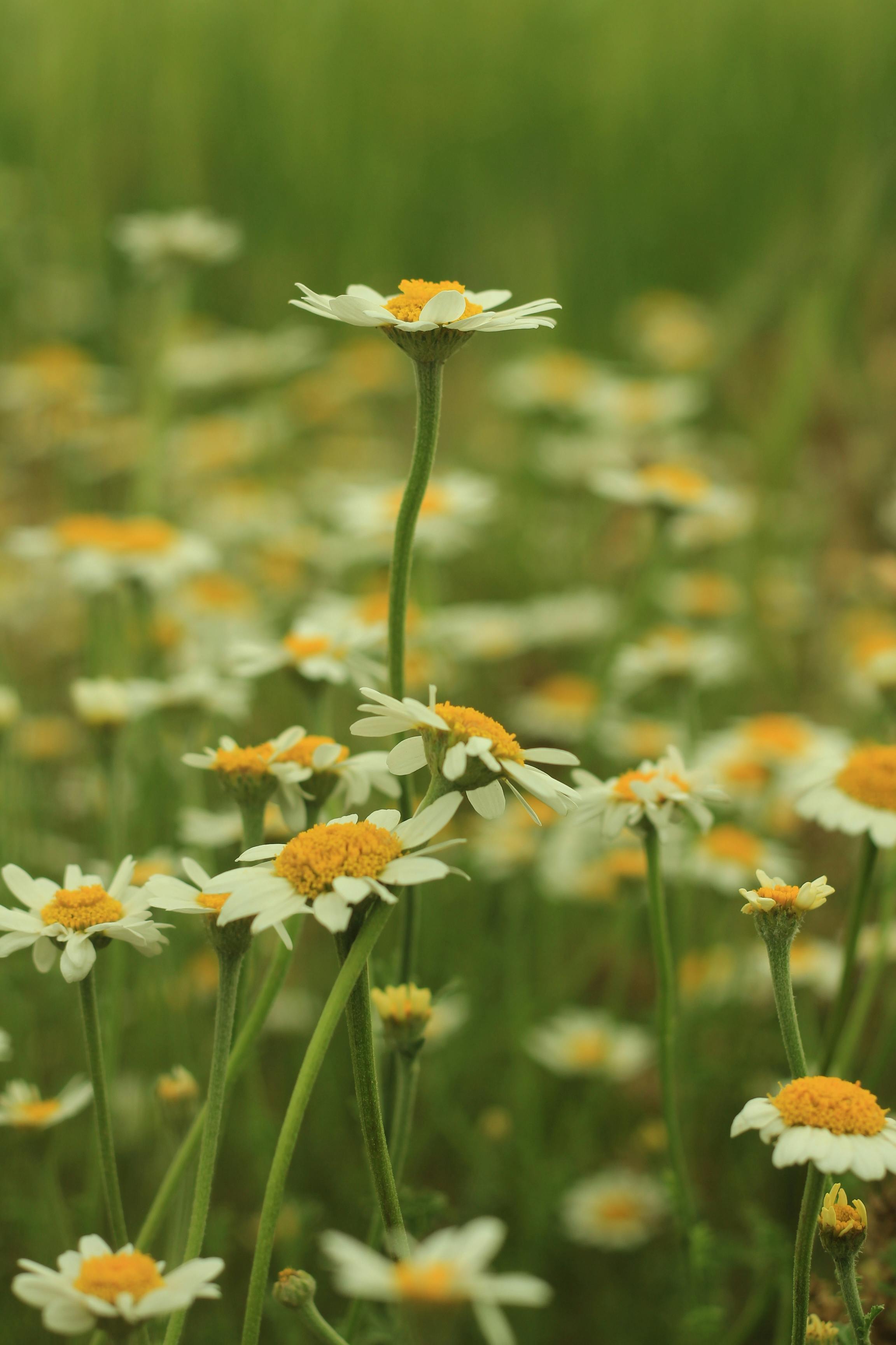 Close up of Chamomile Flowers · Free Stock Photo