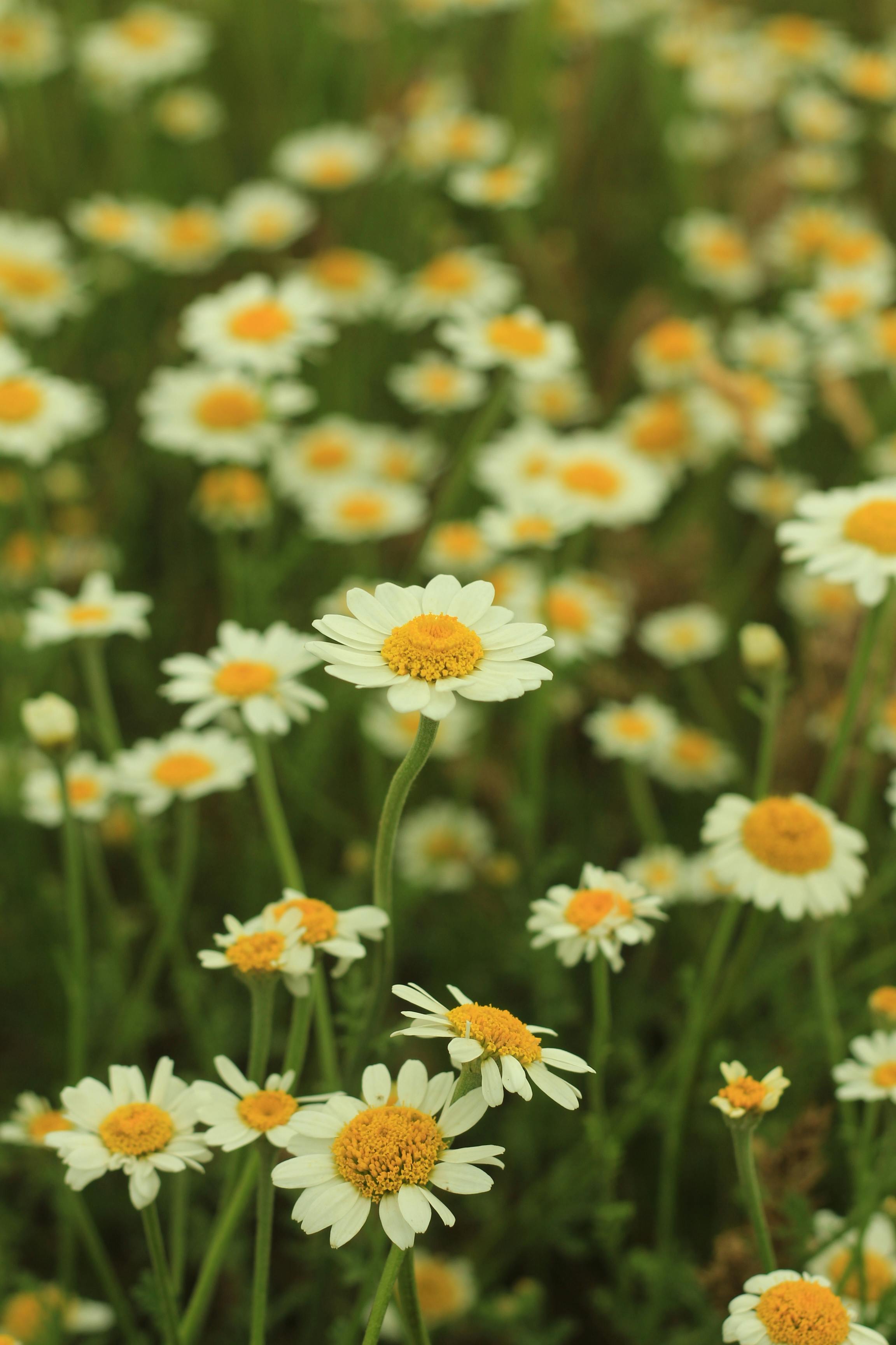 Close up of Daisies · Free Stock Photo