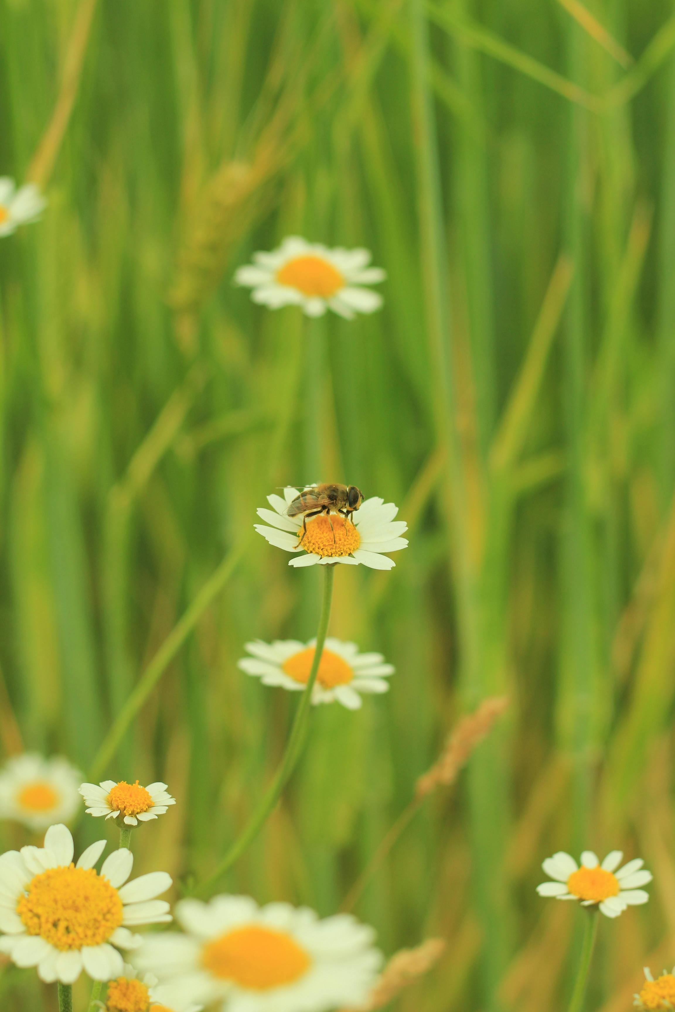 Nature Spring Photos, Download The BEST Free Nature Spring Stock Photos ...