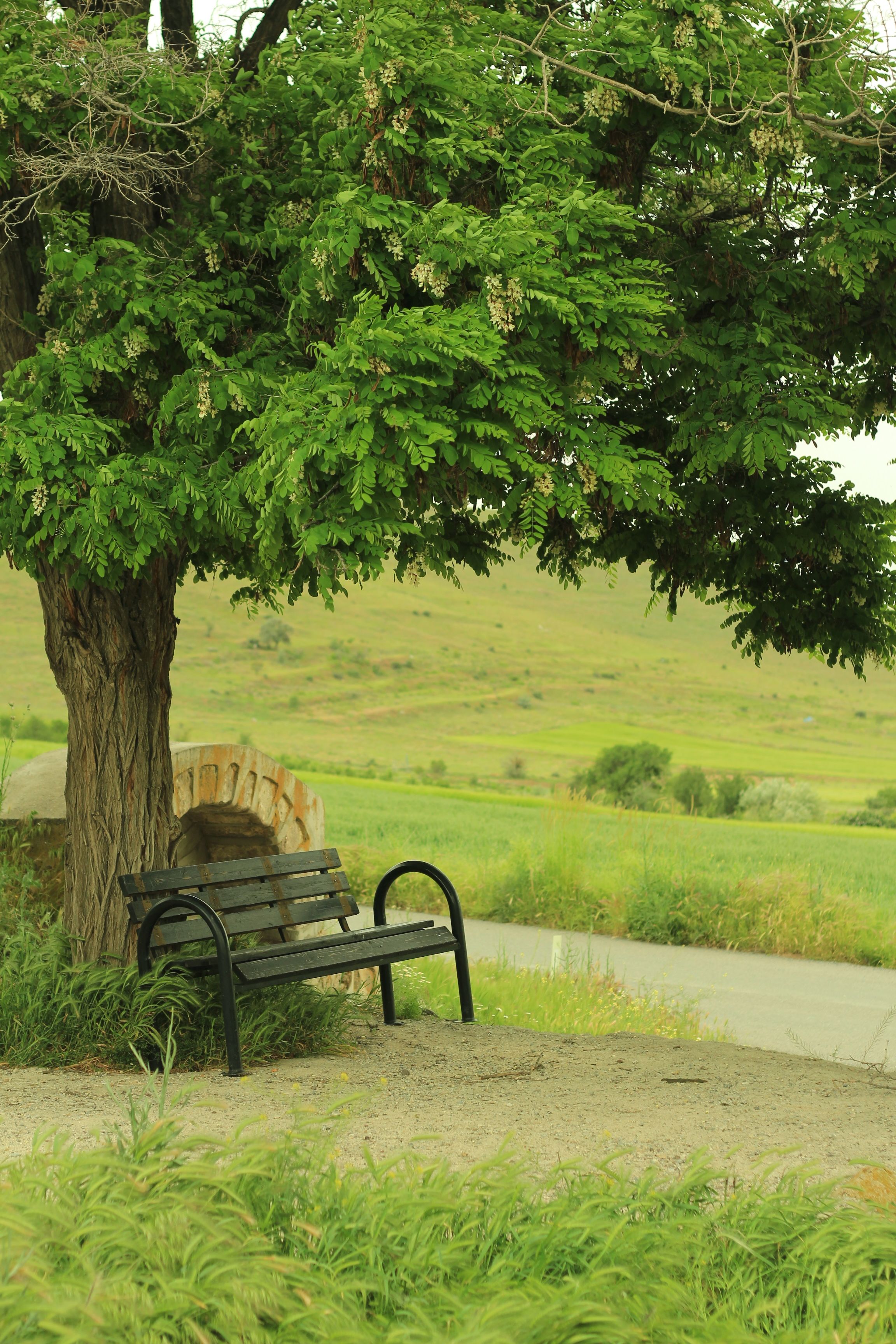 Bench Under a Tree in the Countryside · Free Stock Photo