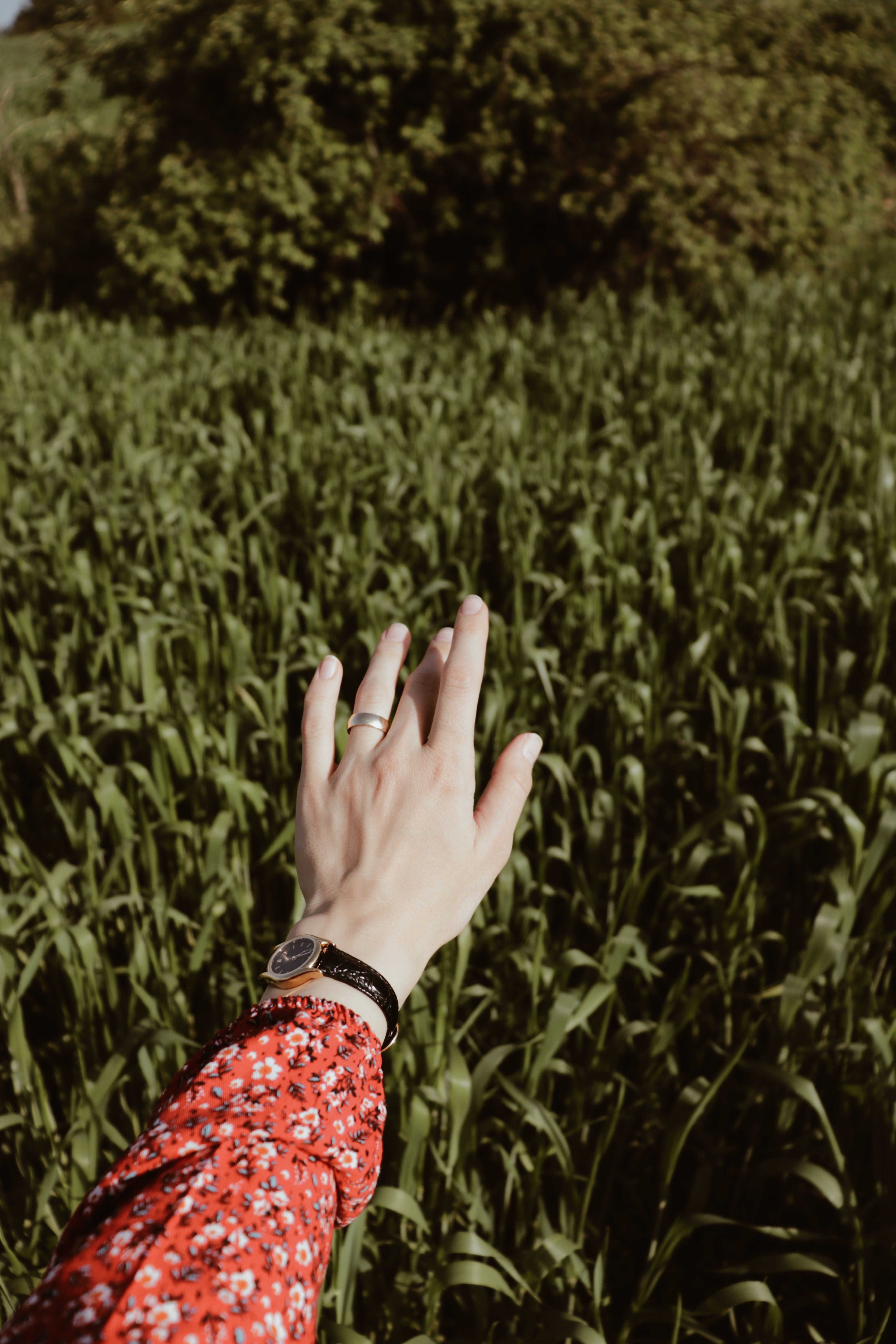 Woman Hand over Grasses · Free Stock Photo