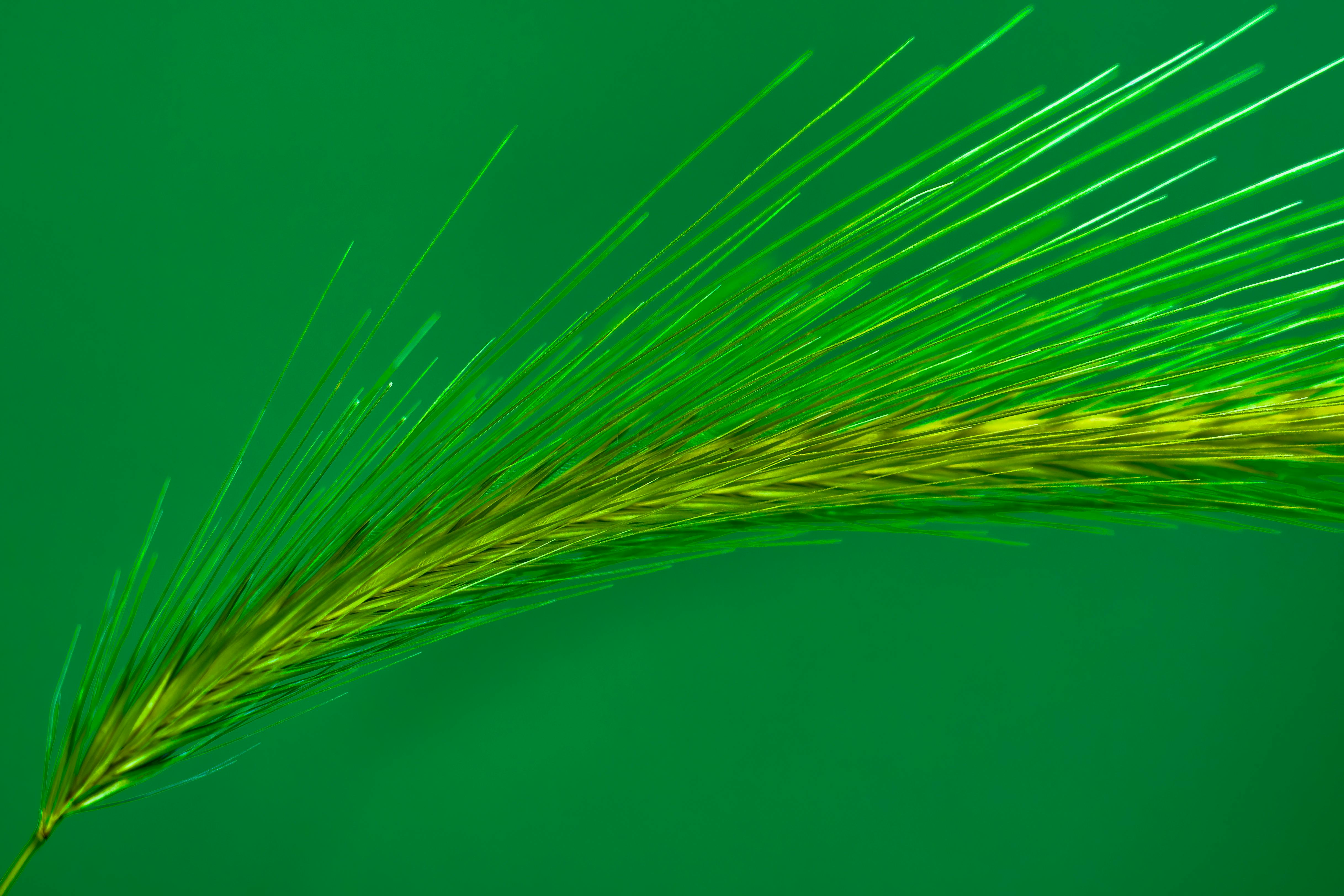 One Light Color Background Photos, Download The BEST Free One Light ...