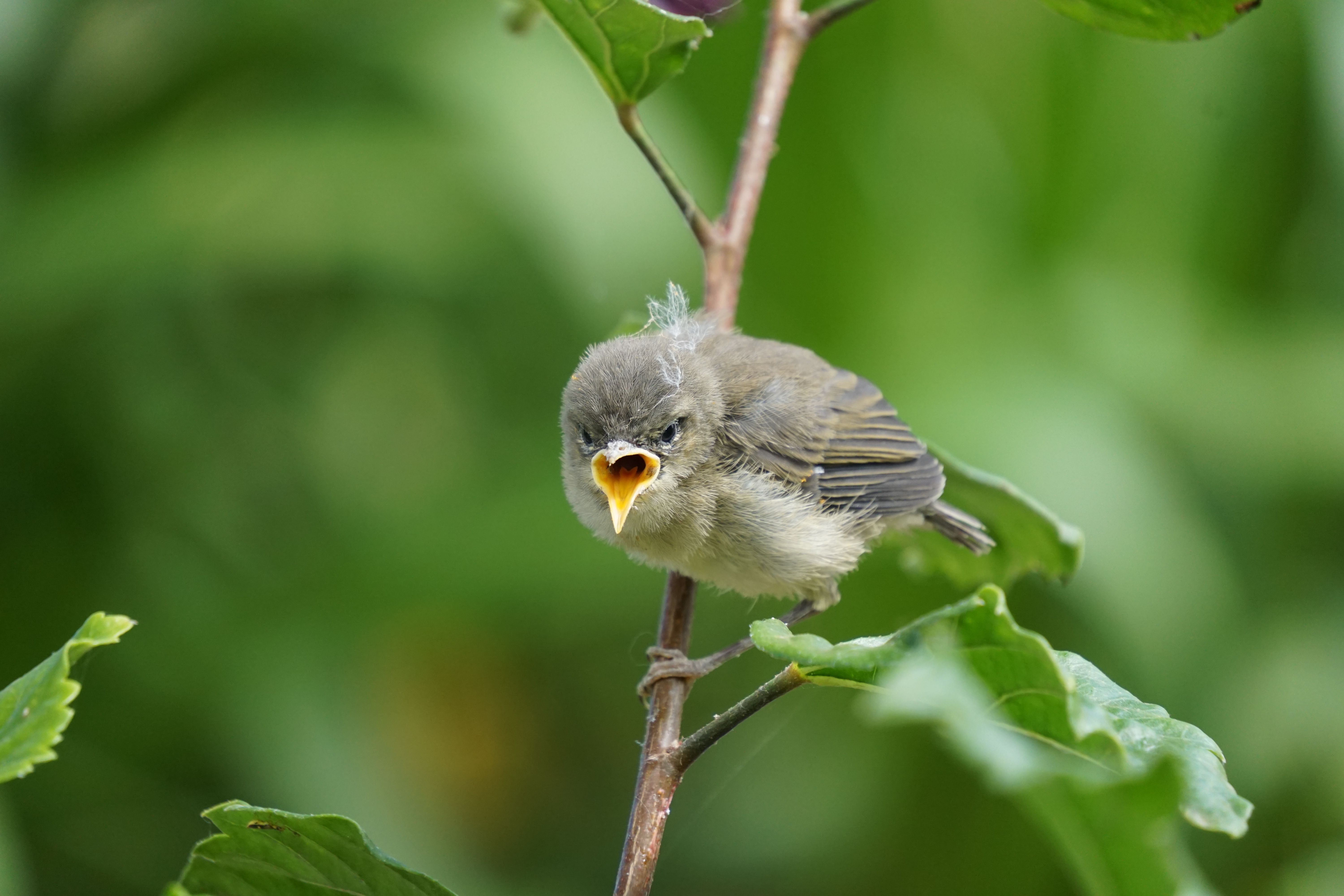 Perches Photos, Download The BEST Free Perches Stock Photos & HD Images