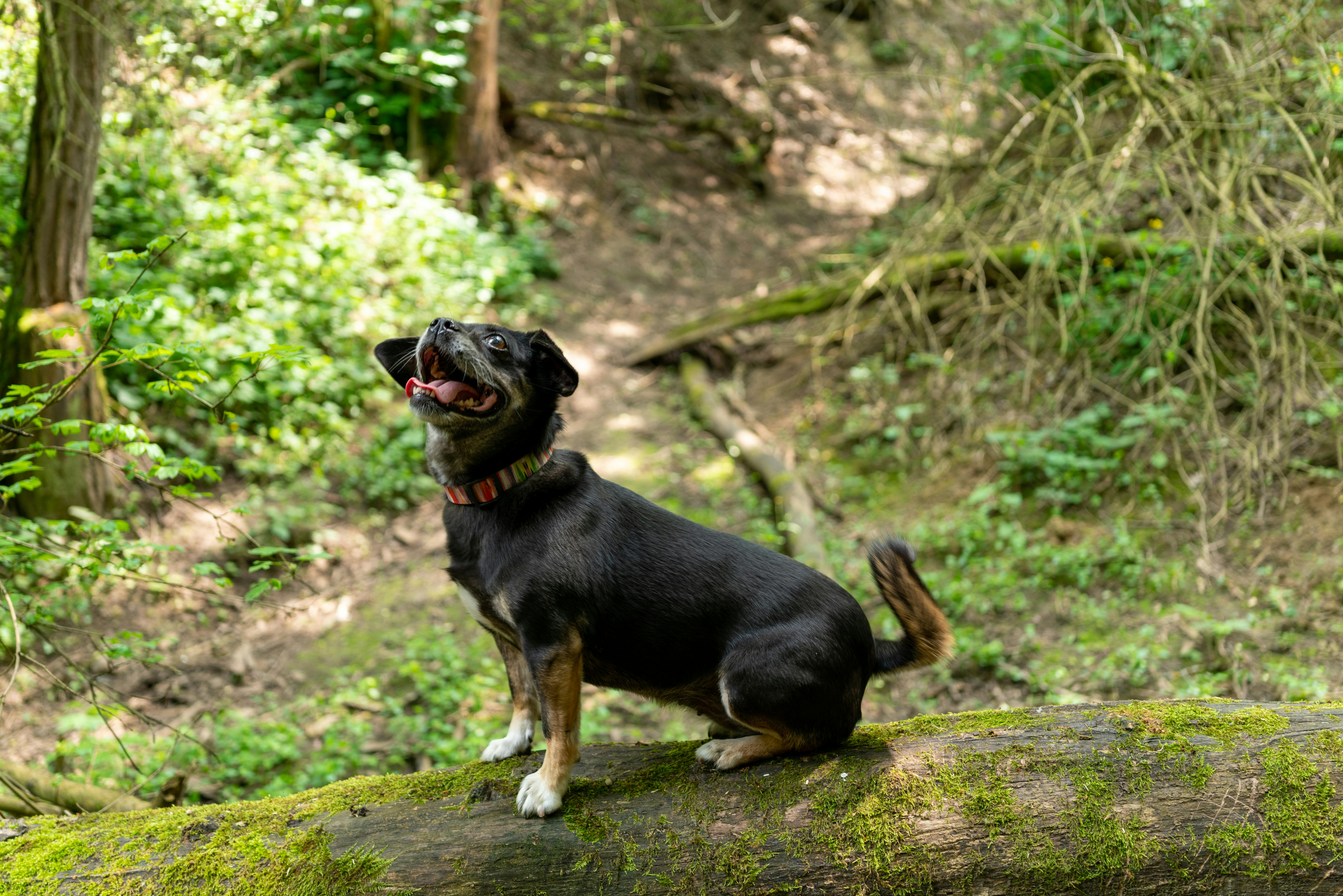 Dog on Tree Log in Forest · Free Stock Photo