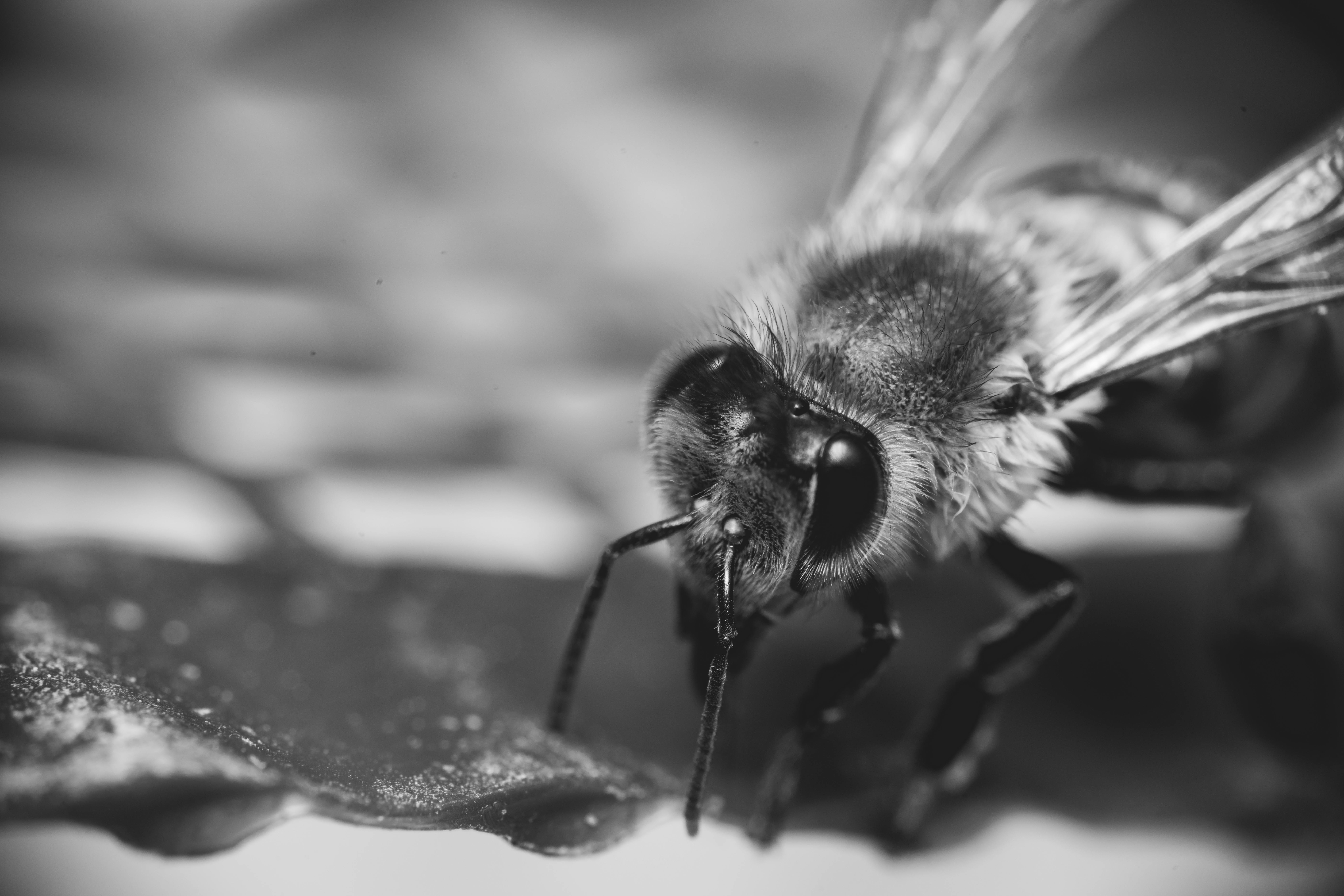 Yellow Jacket Wasp Macro Photography · Free Stock Photo