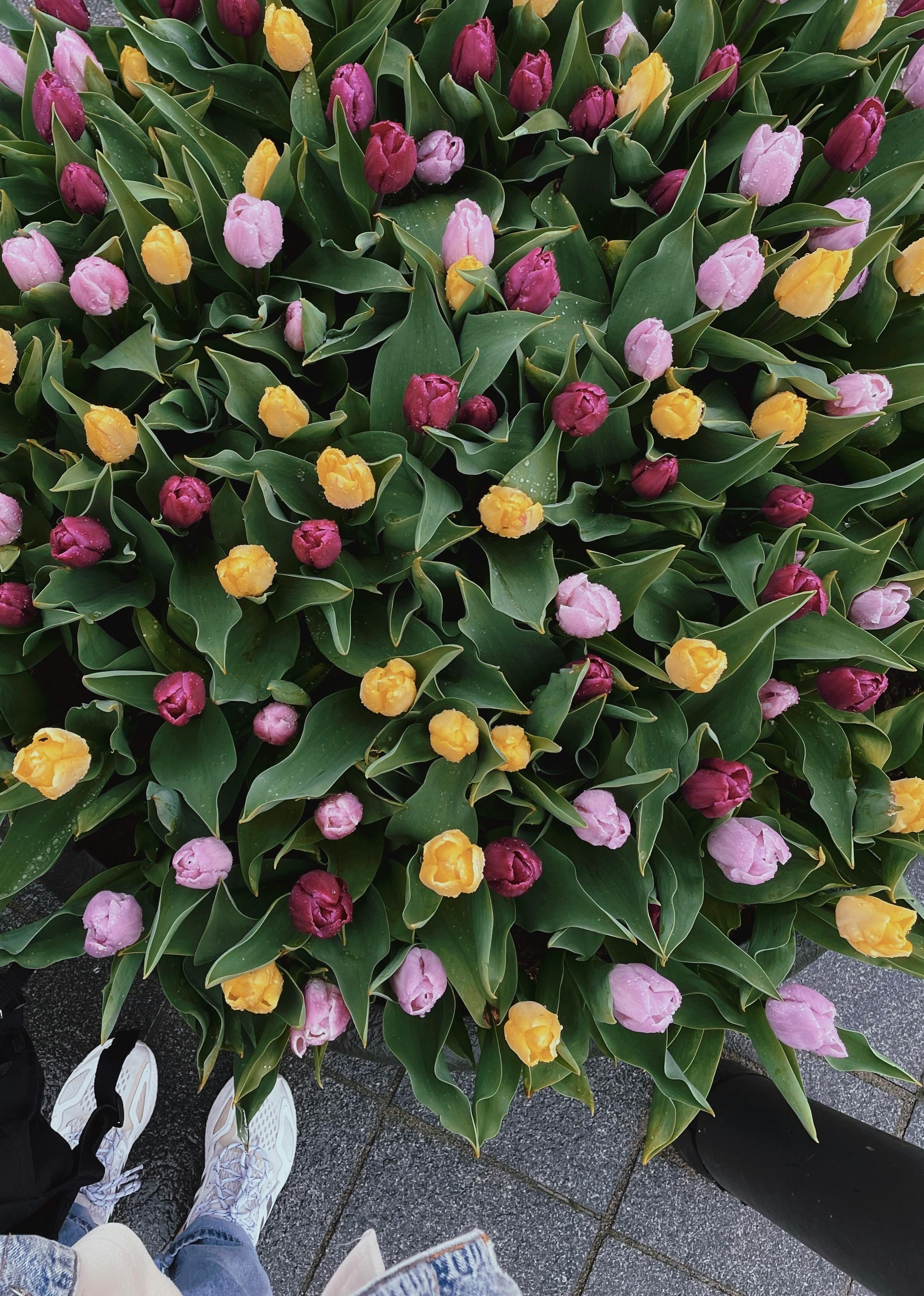 Point of View Photo of Flowers · Free Stock Photo