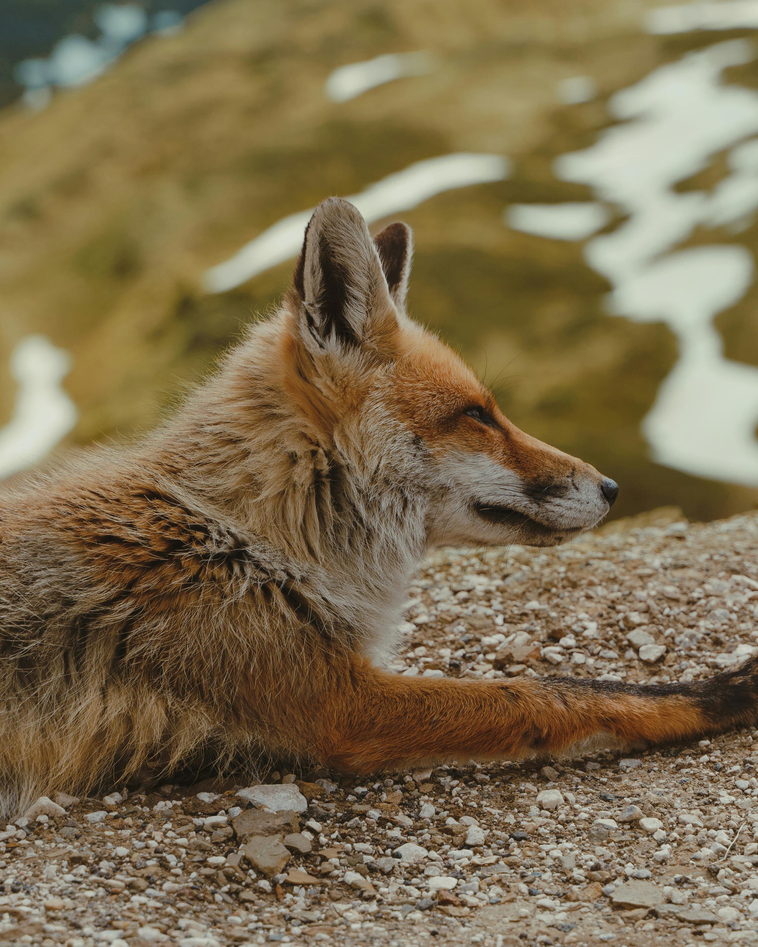 Fox Water Photos, Download The BEST Free Fox Water Stock Photos & HD Images