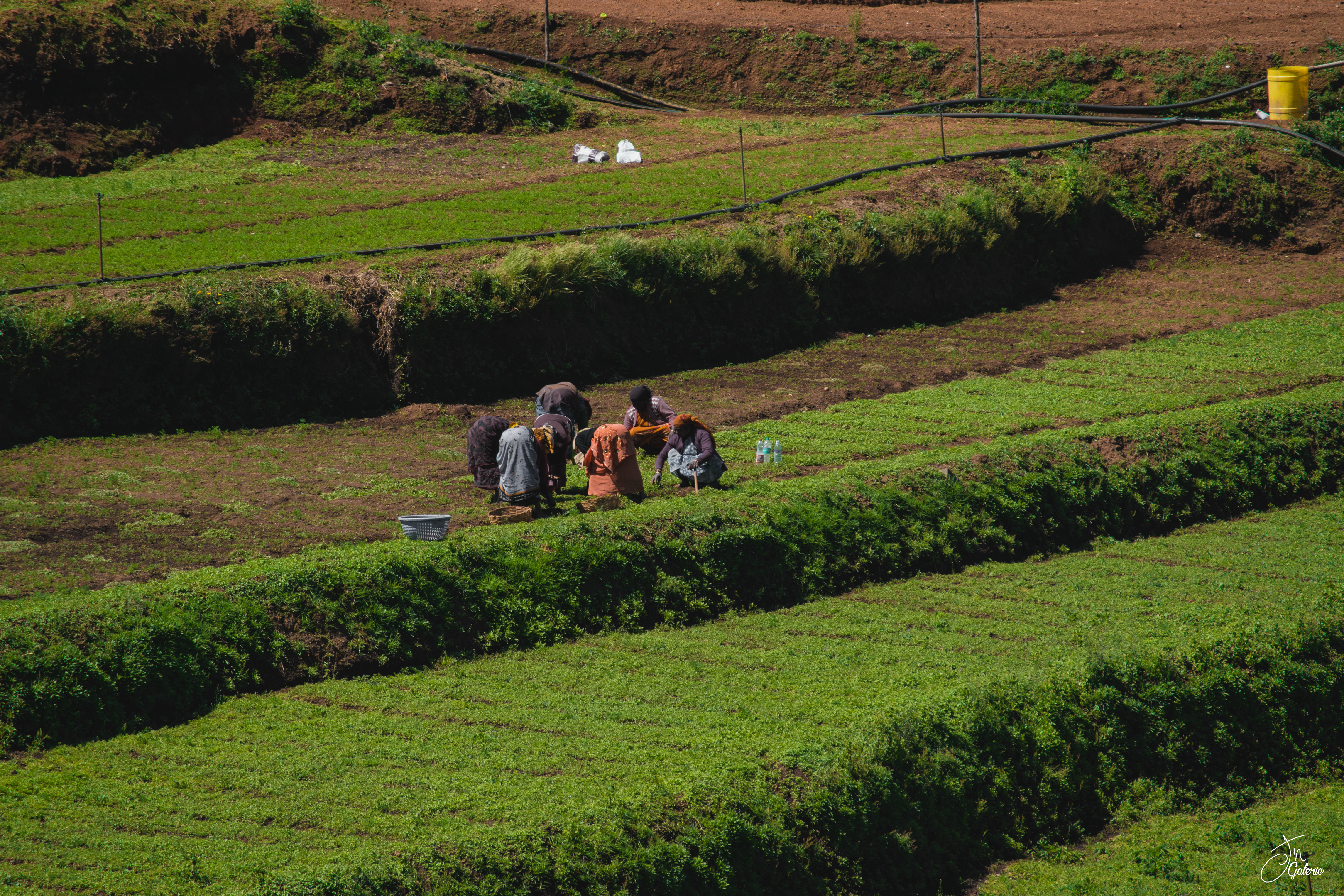 Free stock photo of field, green, hardworker