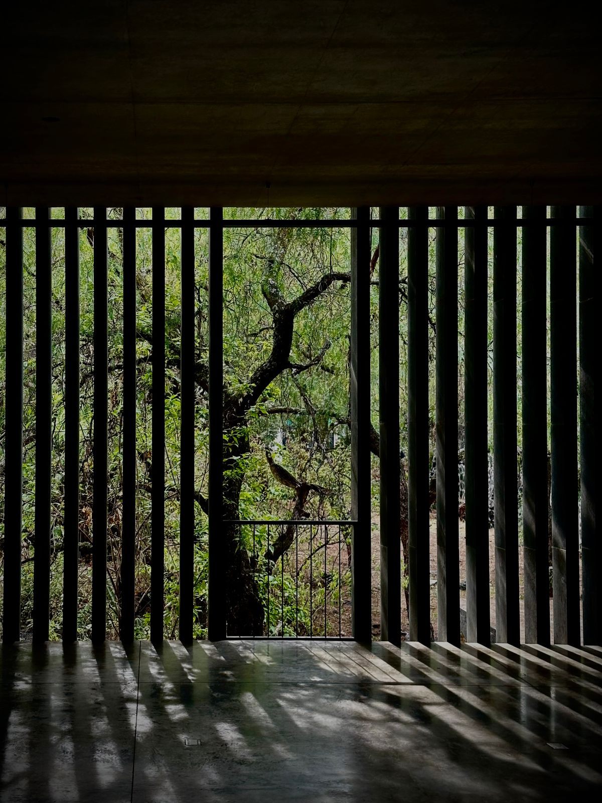 Trees Shadows In My Room Photos, Download The BEST Free Trees Shadows ...