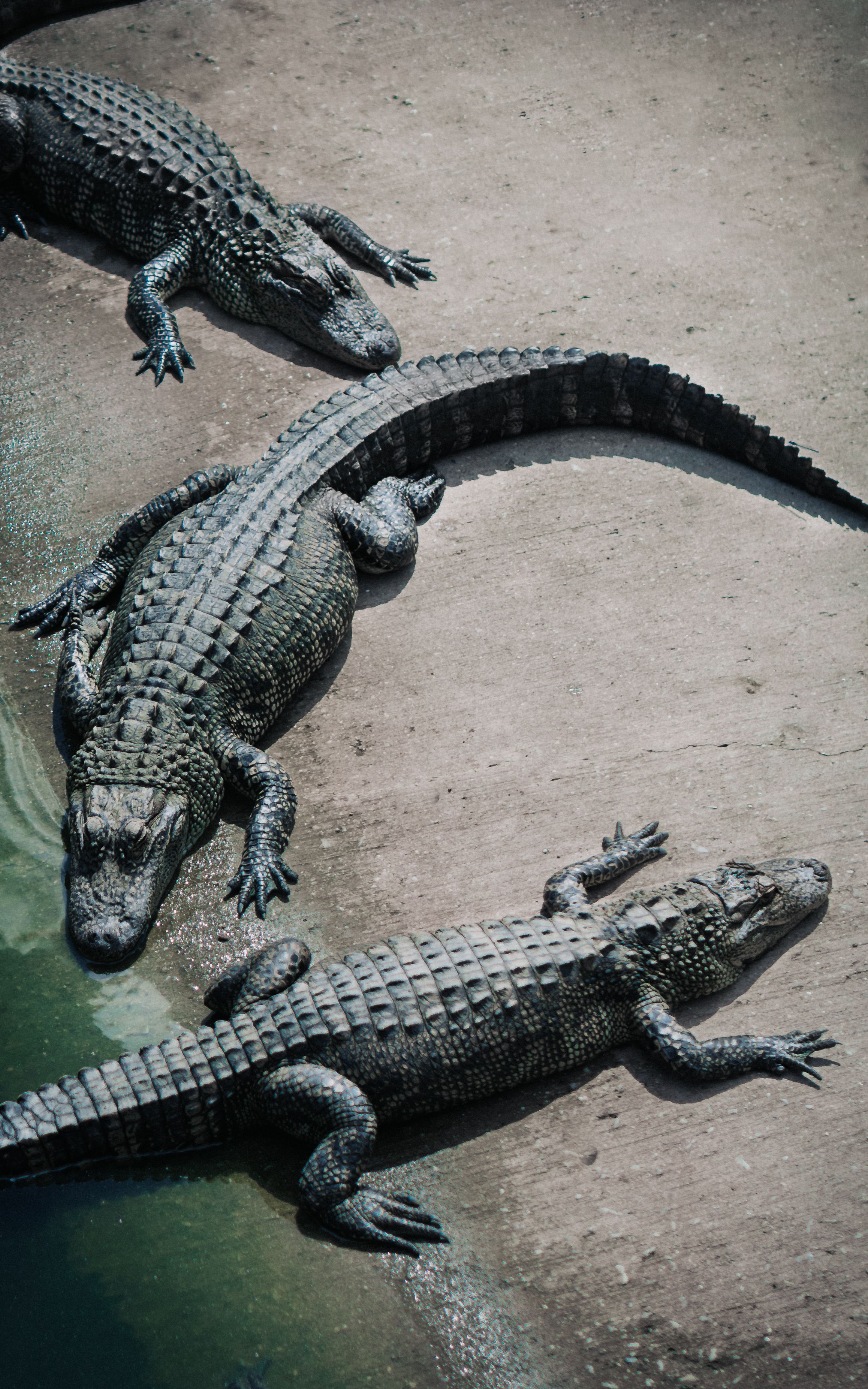 Crocodiles on Sunlit Beach · Free Stock Photo