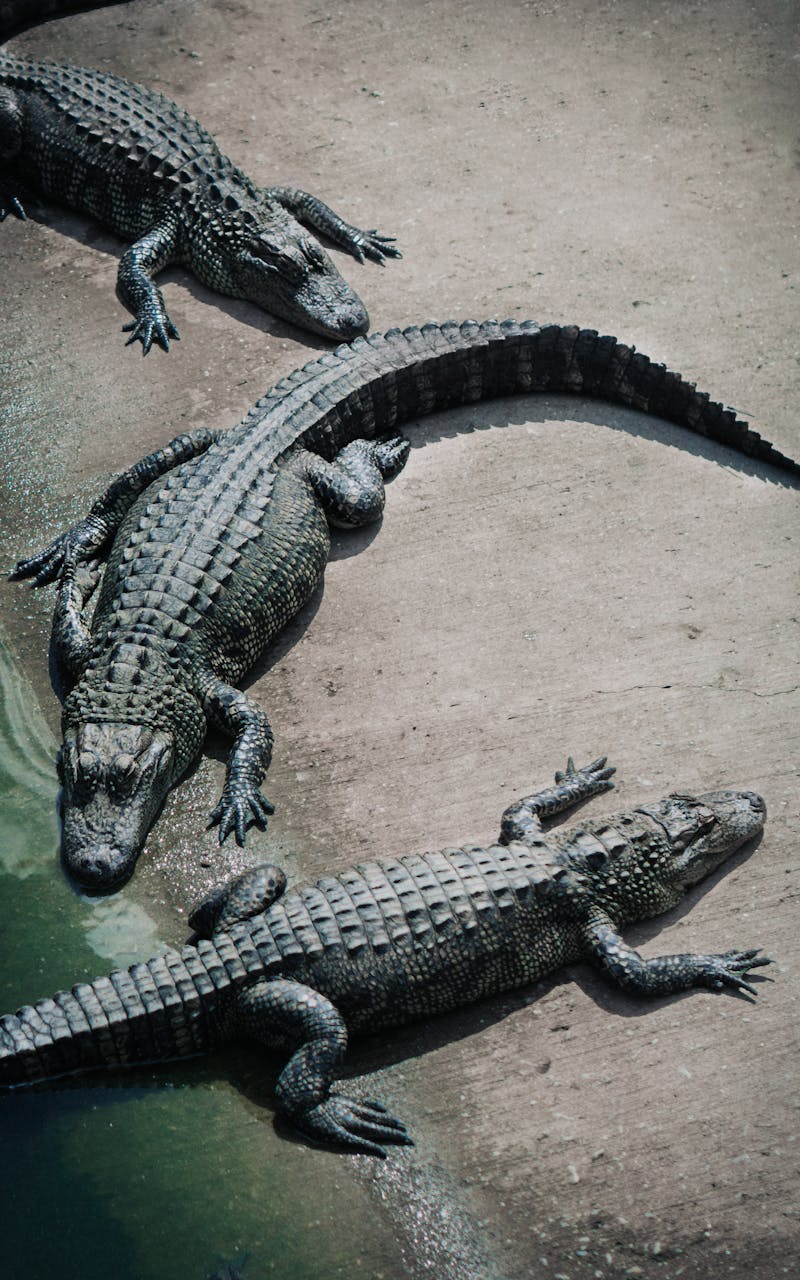 Crocodiles Photos, Download The BEST Free Crocodiles Stock Photos & HD ...