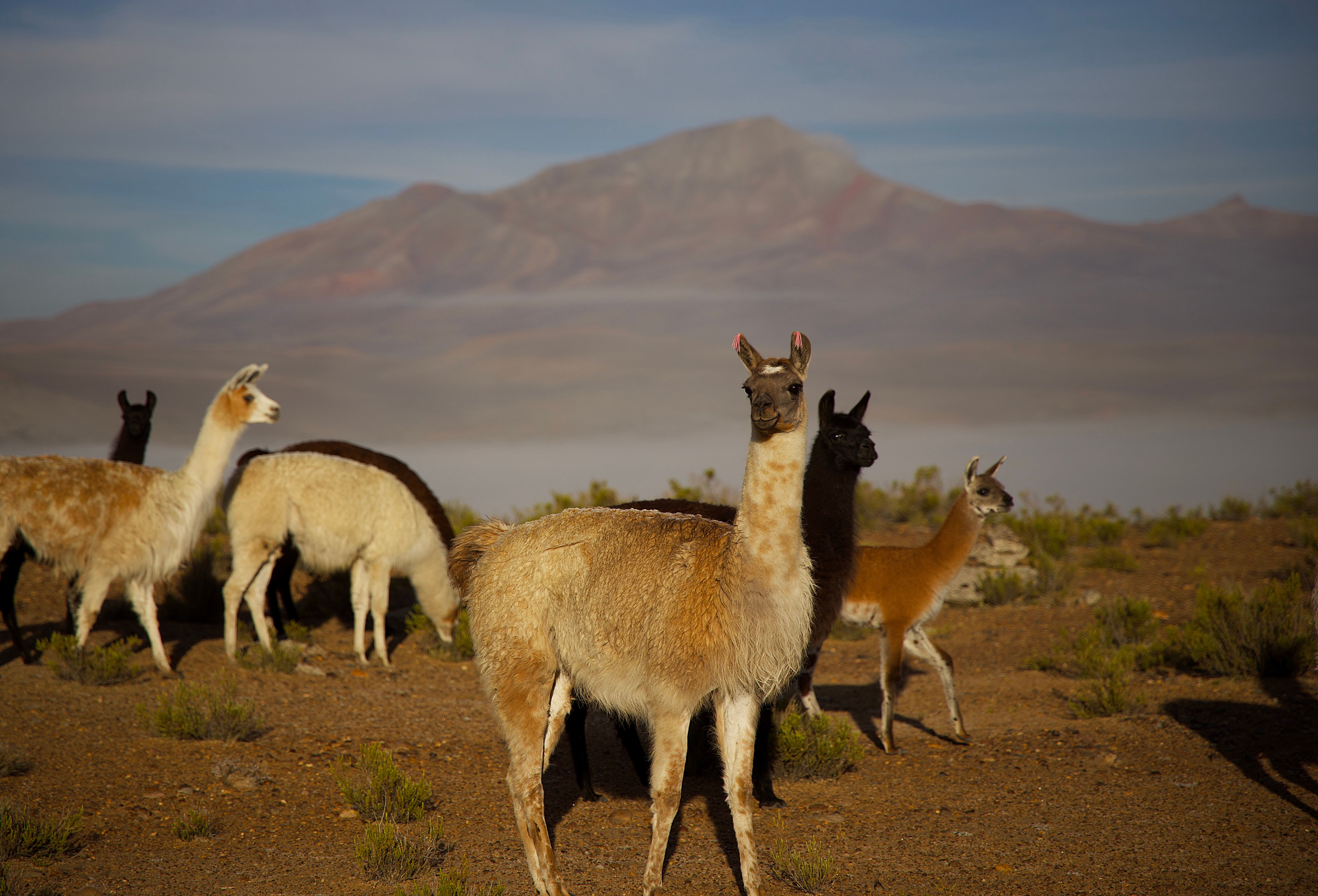 Herd of Lamas Grazing on a Pasture at a Mountain Lake Shore · Free ...