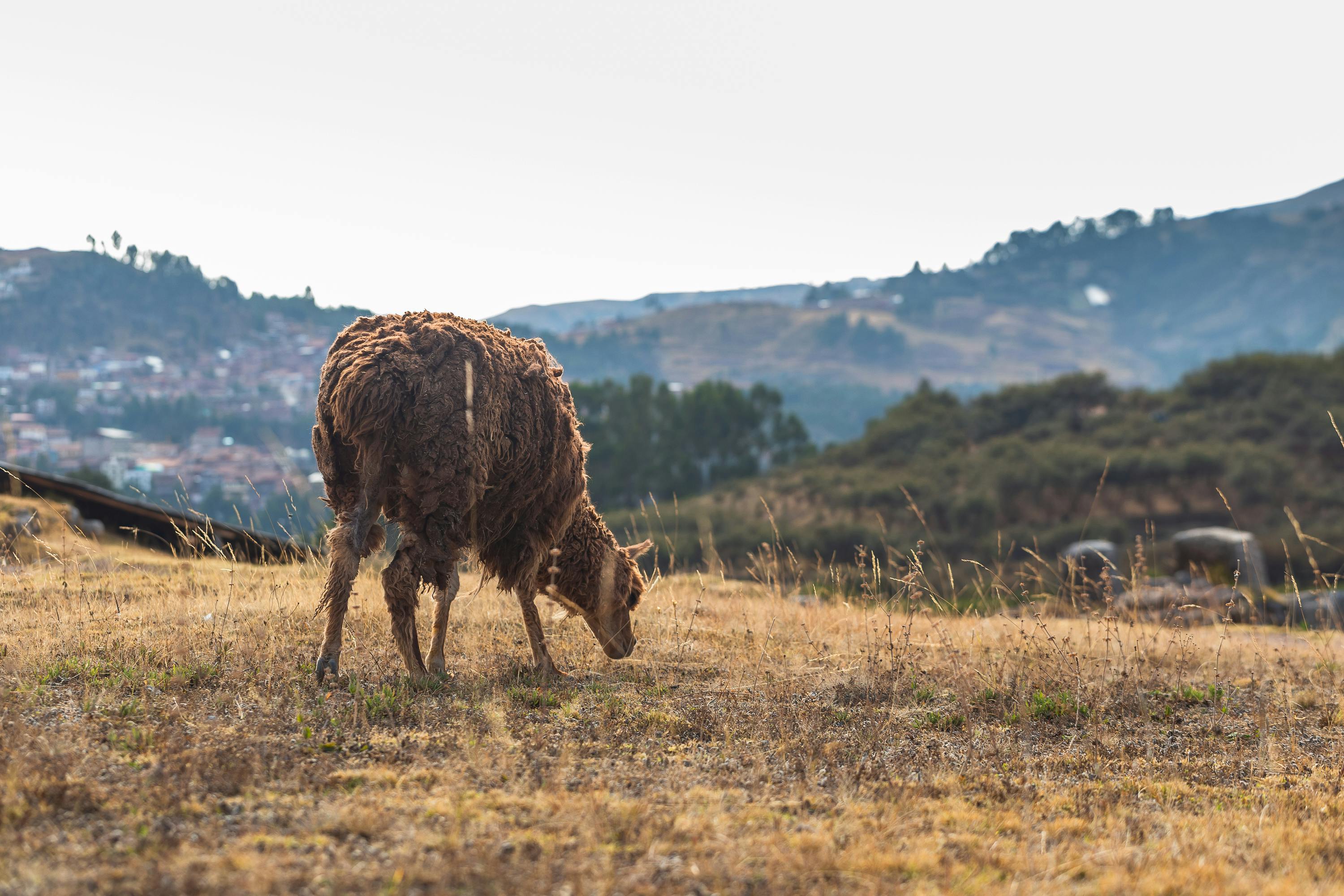 Foto de stock gratuita sobre agricultura, al aire libre, alpaca ...