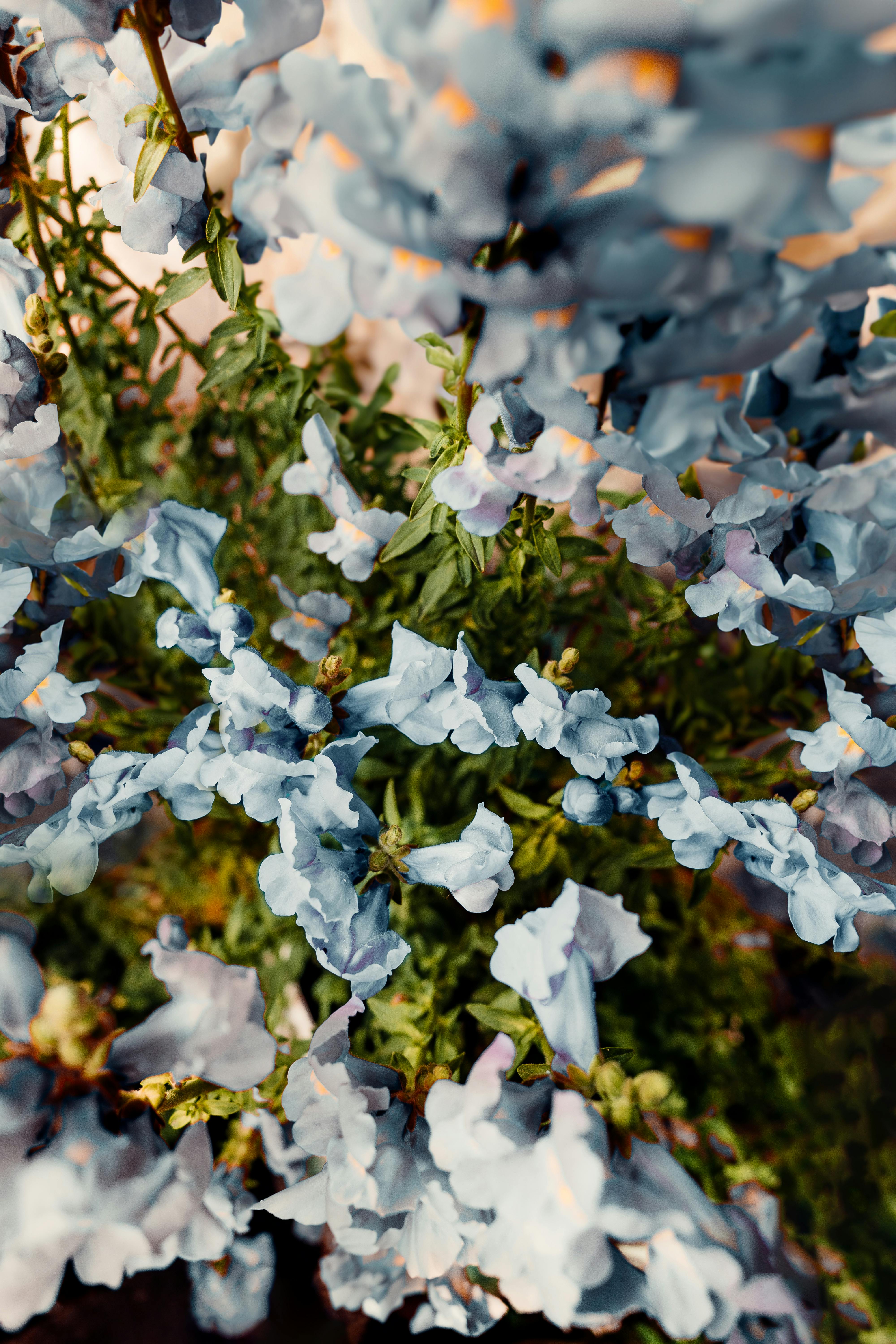 Close-up of Light Blue Flowers · Free Stock Photo