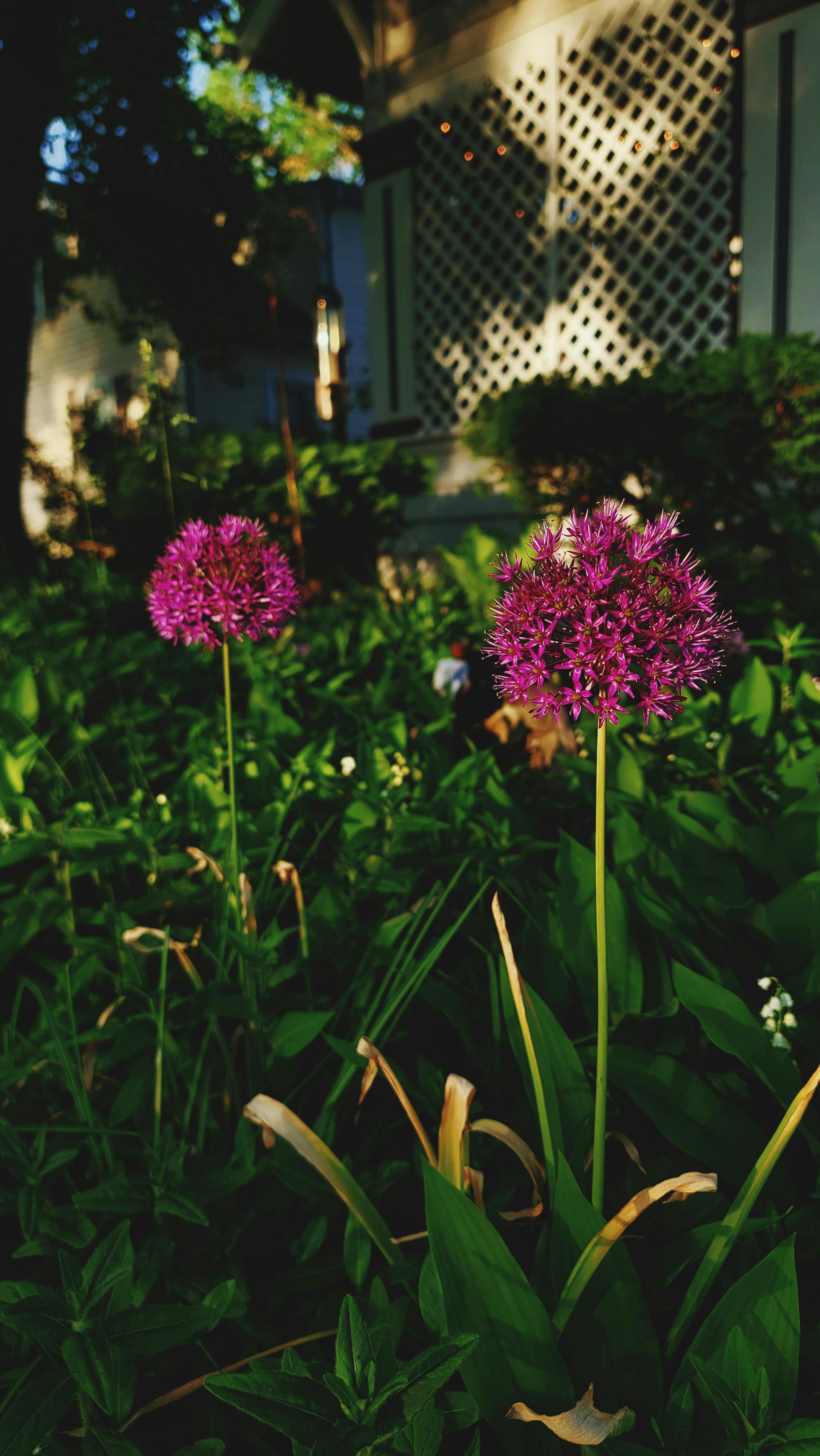 Indigenous Flora Photos, Download The BEST Free Indigenous Flora Stock ...