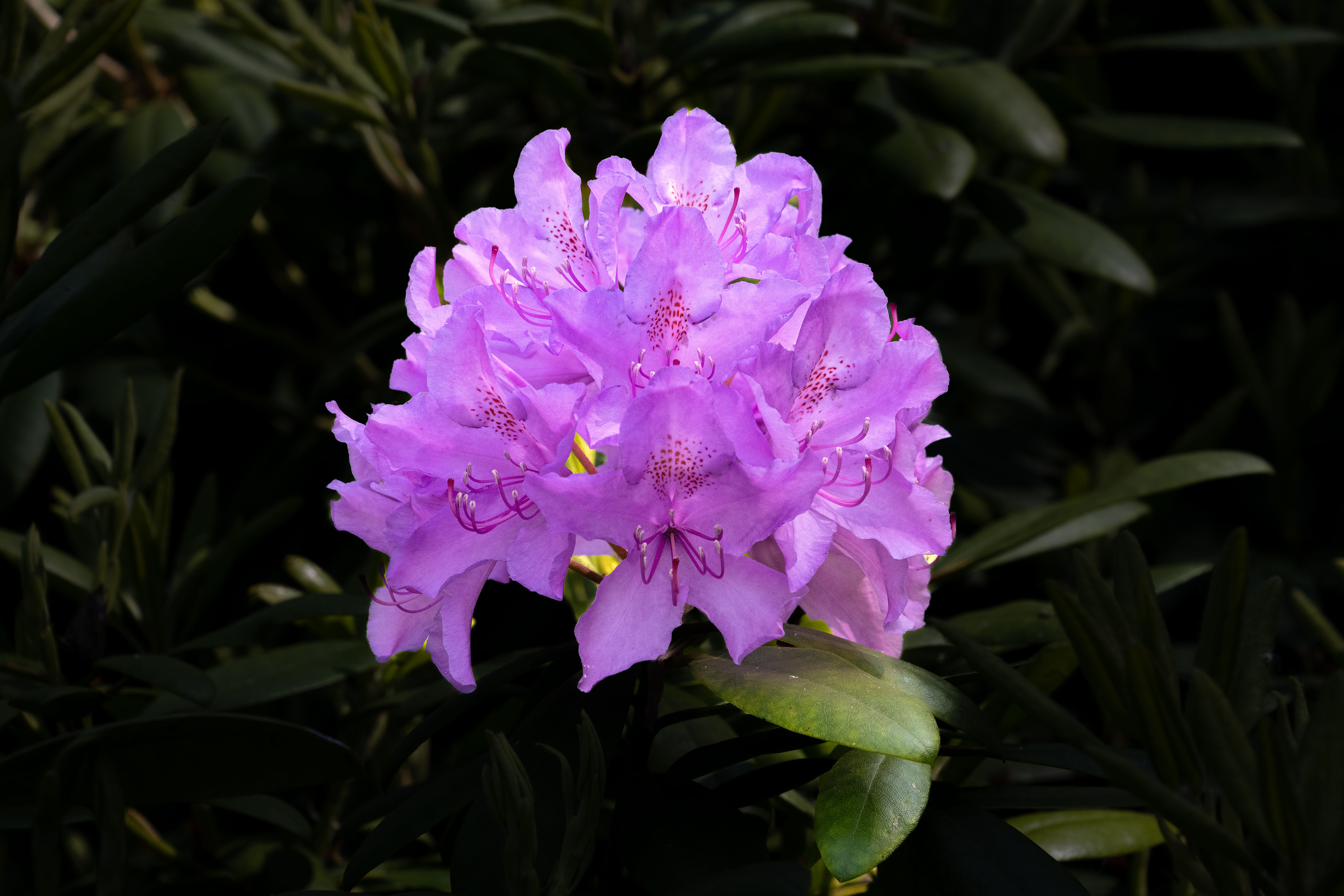 Purple Flower in Nature · Free Stock Photo