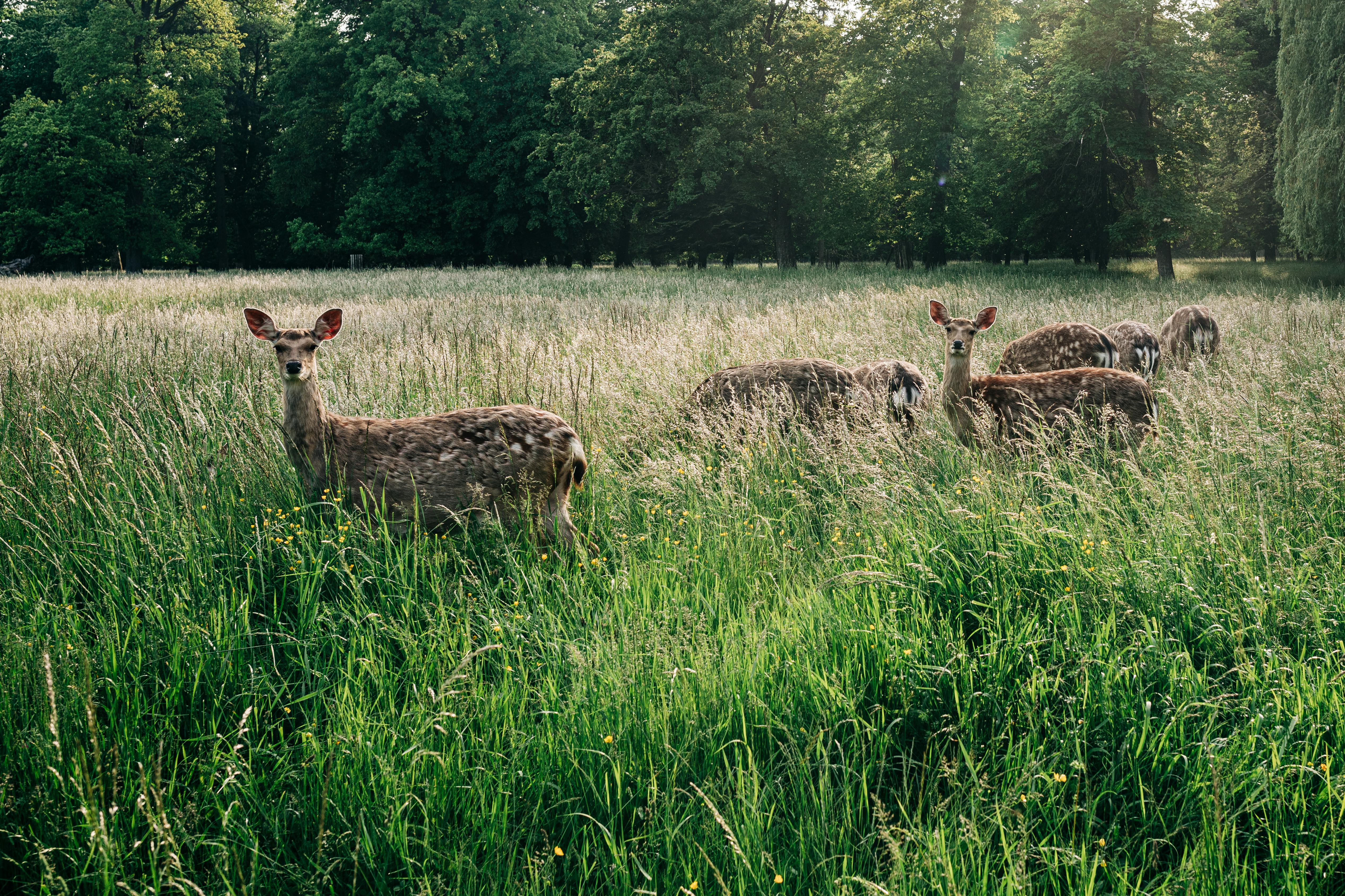 Brown Deer Laying on Grass Field · Free Stock Photo