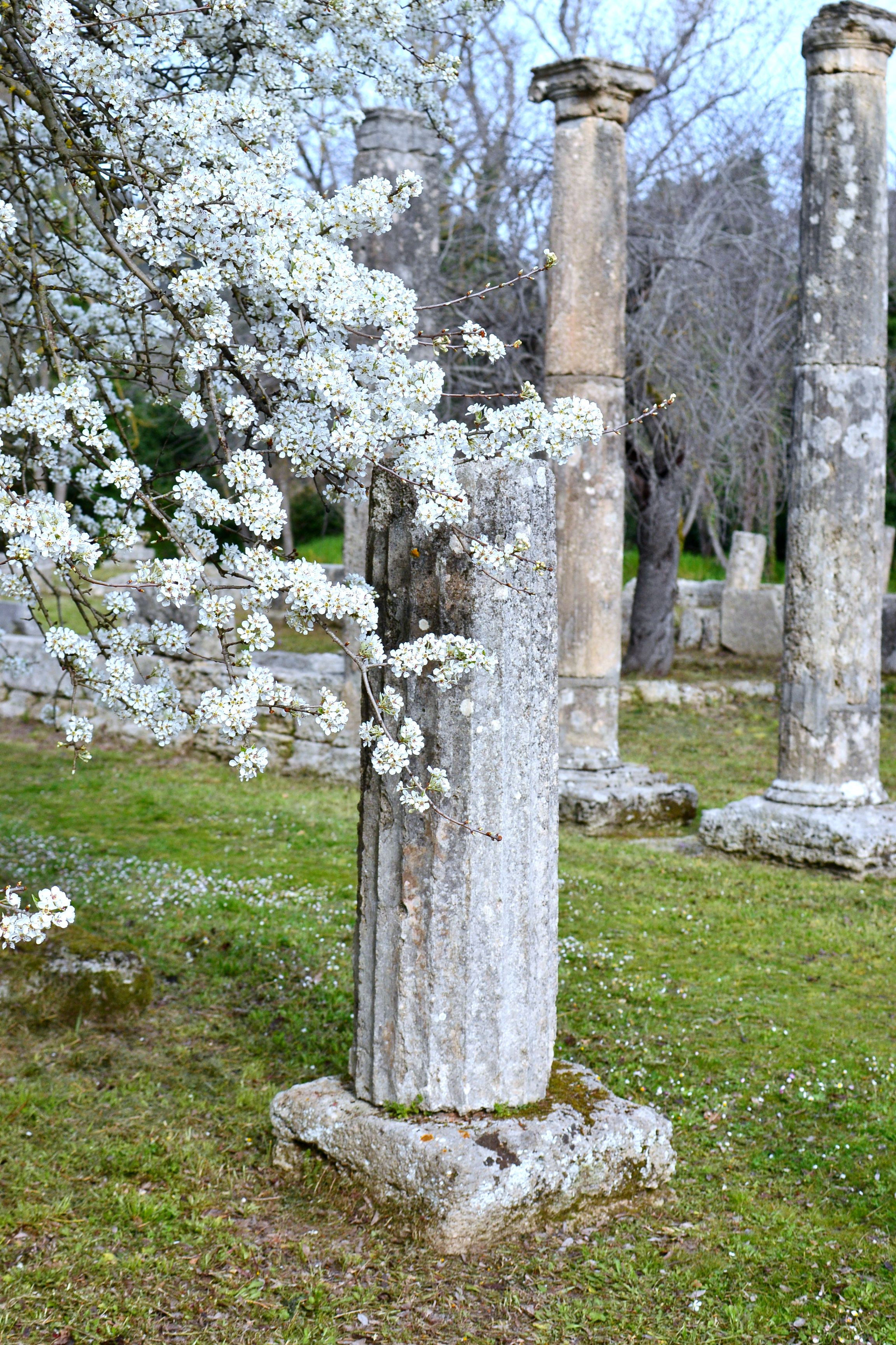 Columns and Blossoms on a Tree · Free Stock Photo