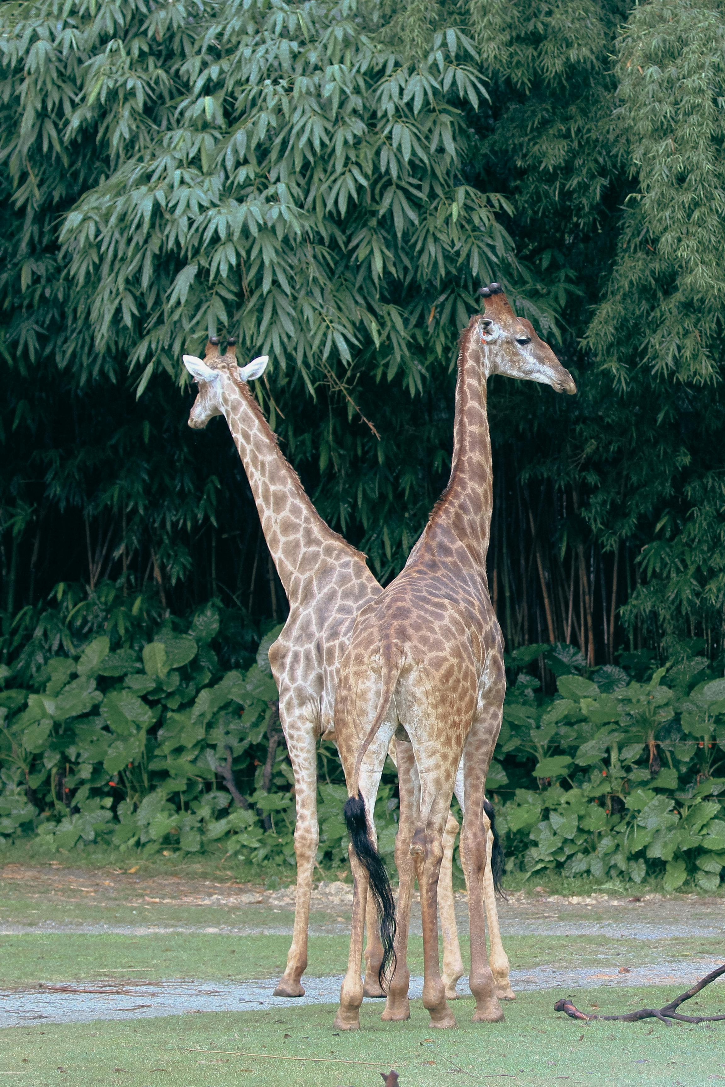 Photo of Two Giraffes · Free Stock Photo