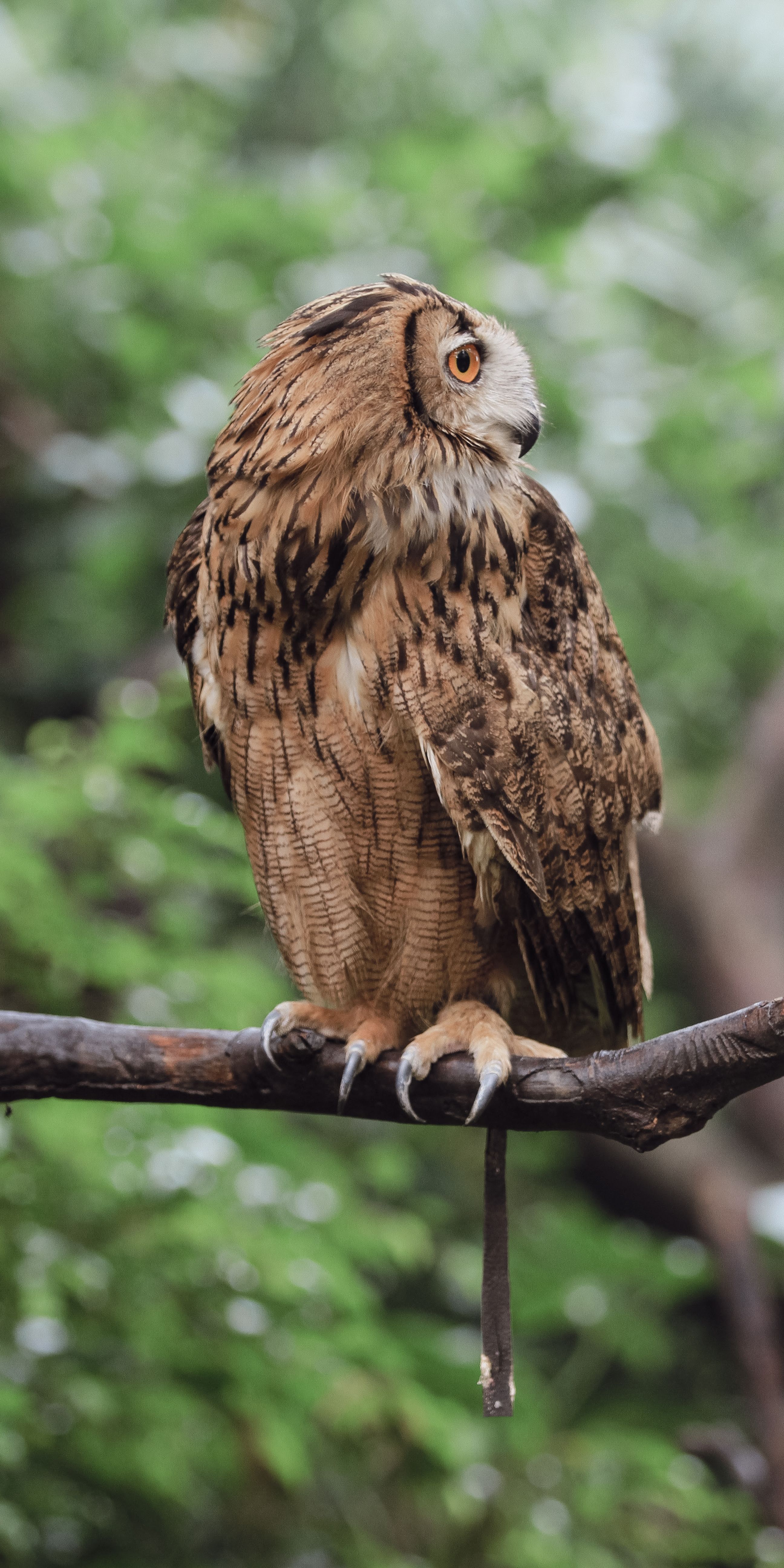 Owl Perching on a Tree Branch · Free Stock Photo