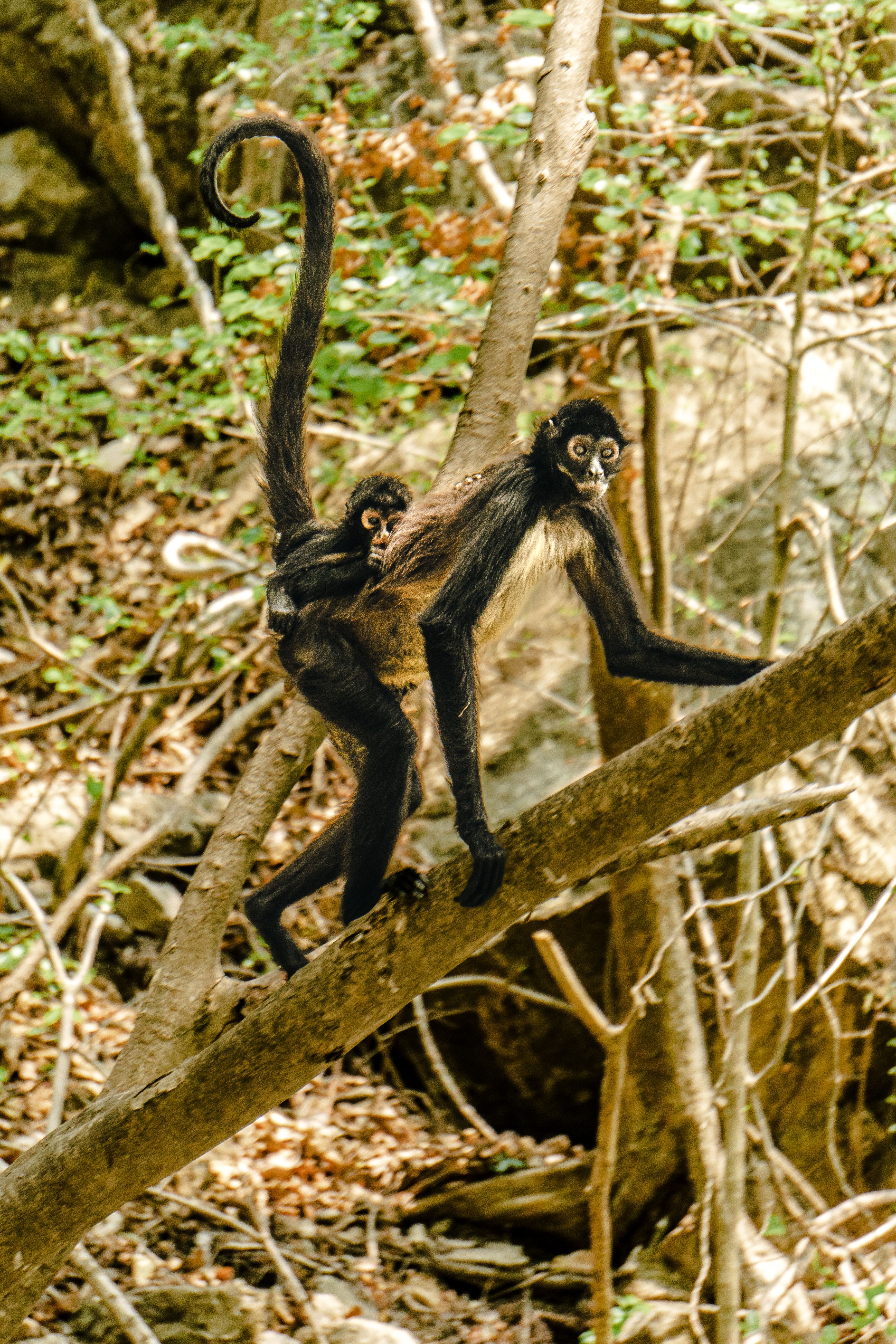 A monkey is walking on a tree branch · Free Stock Photo