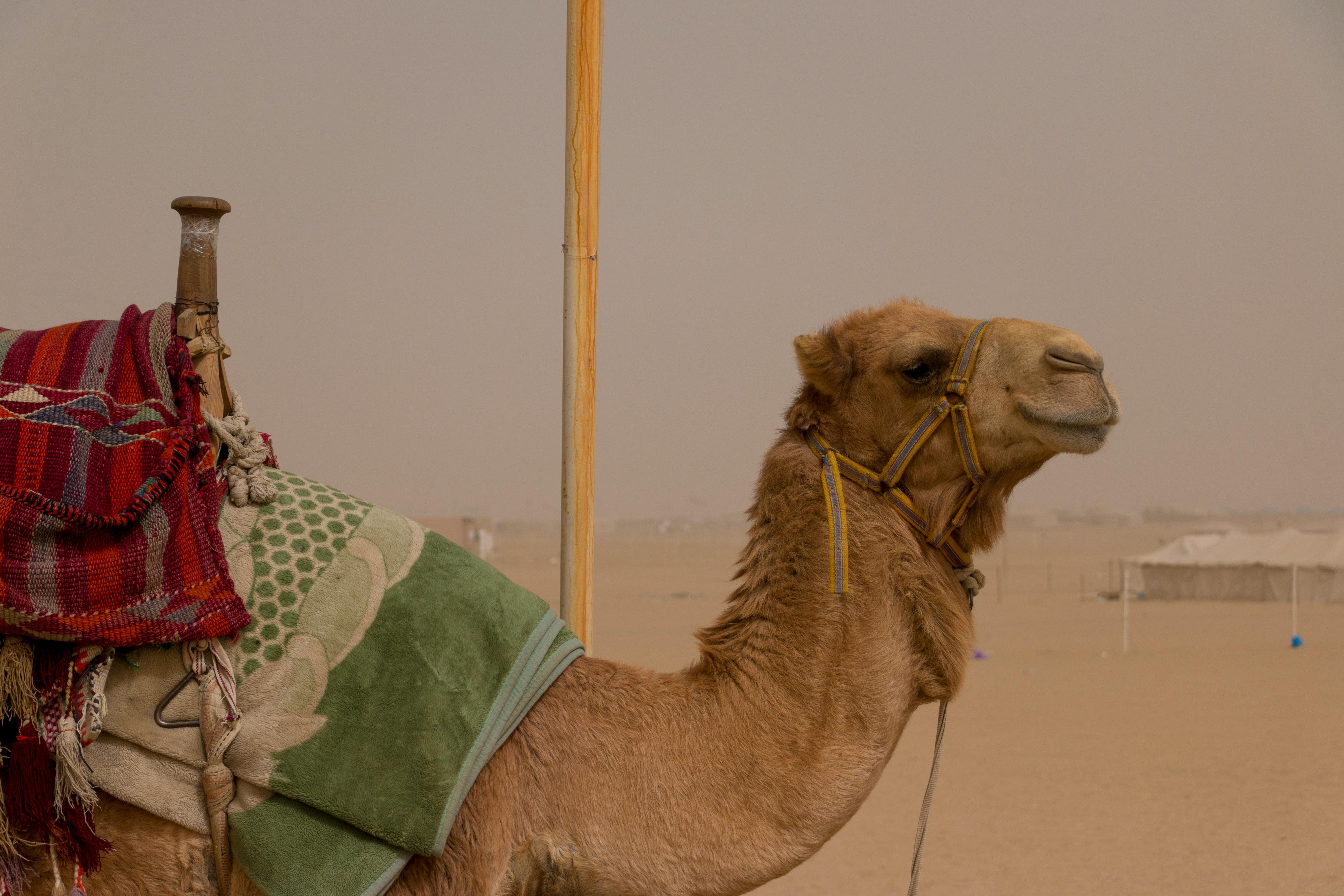 Camel with Decorated, Handmade Harness and Saddle · Free Stock Photo