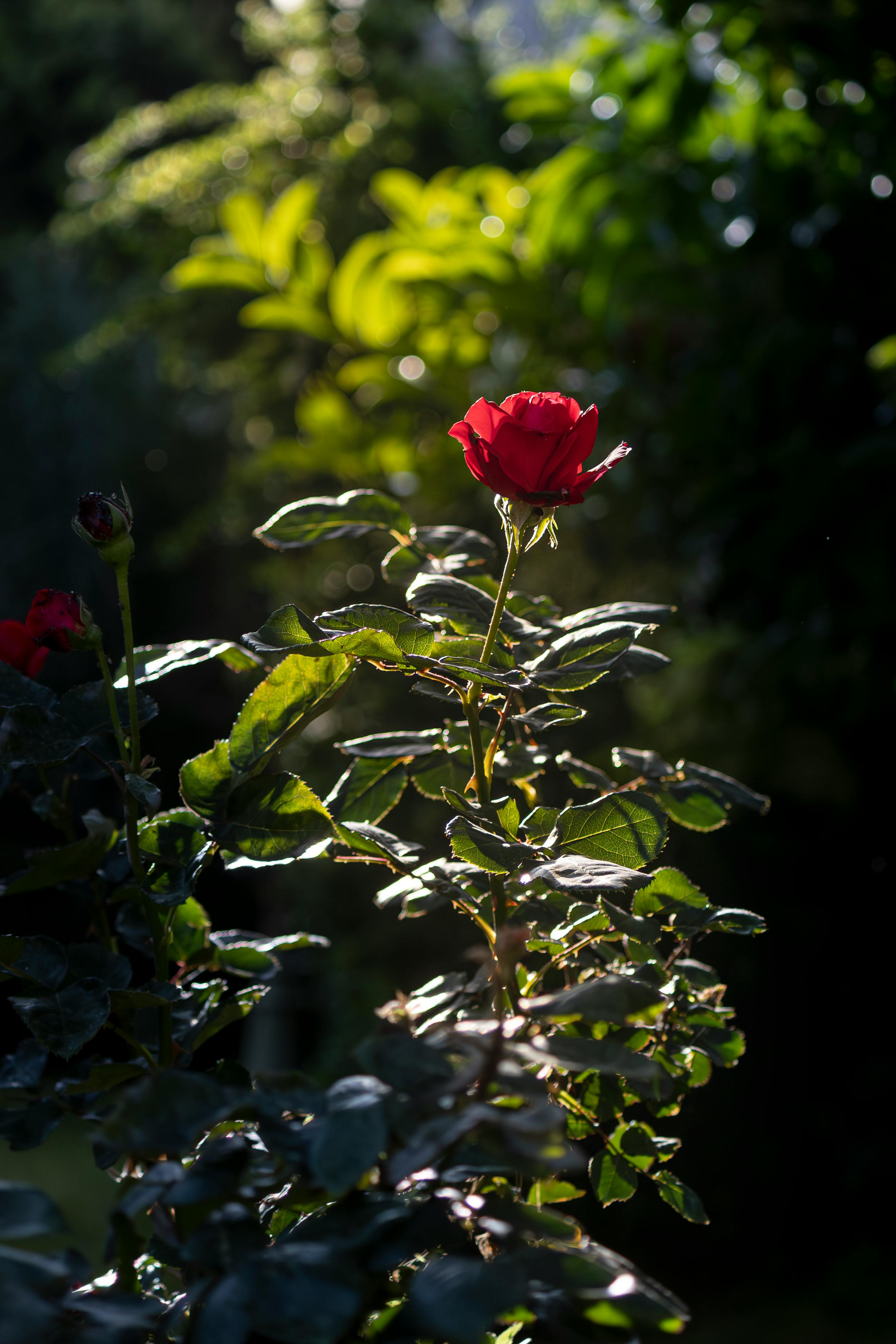 A Red Rose Growing in the Garden · Free Stock Photo