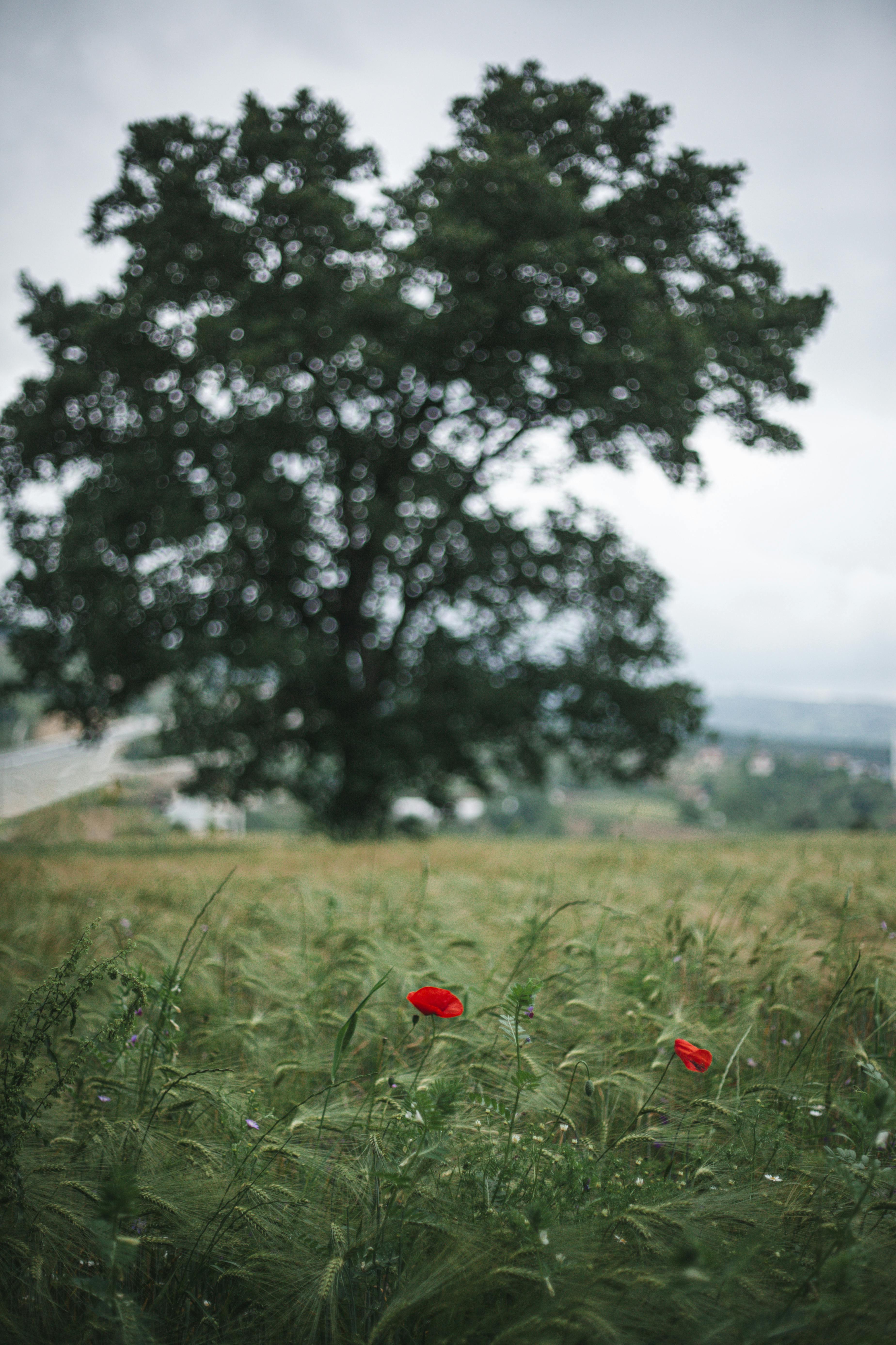 Blooming Red Poppies · Free Stock Photo