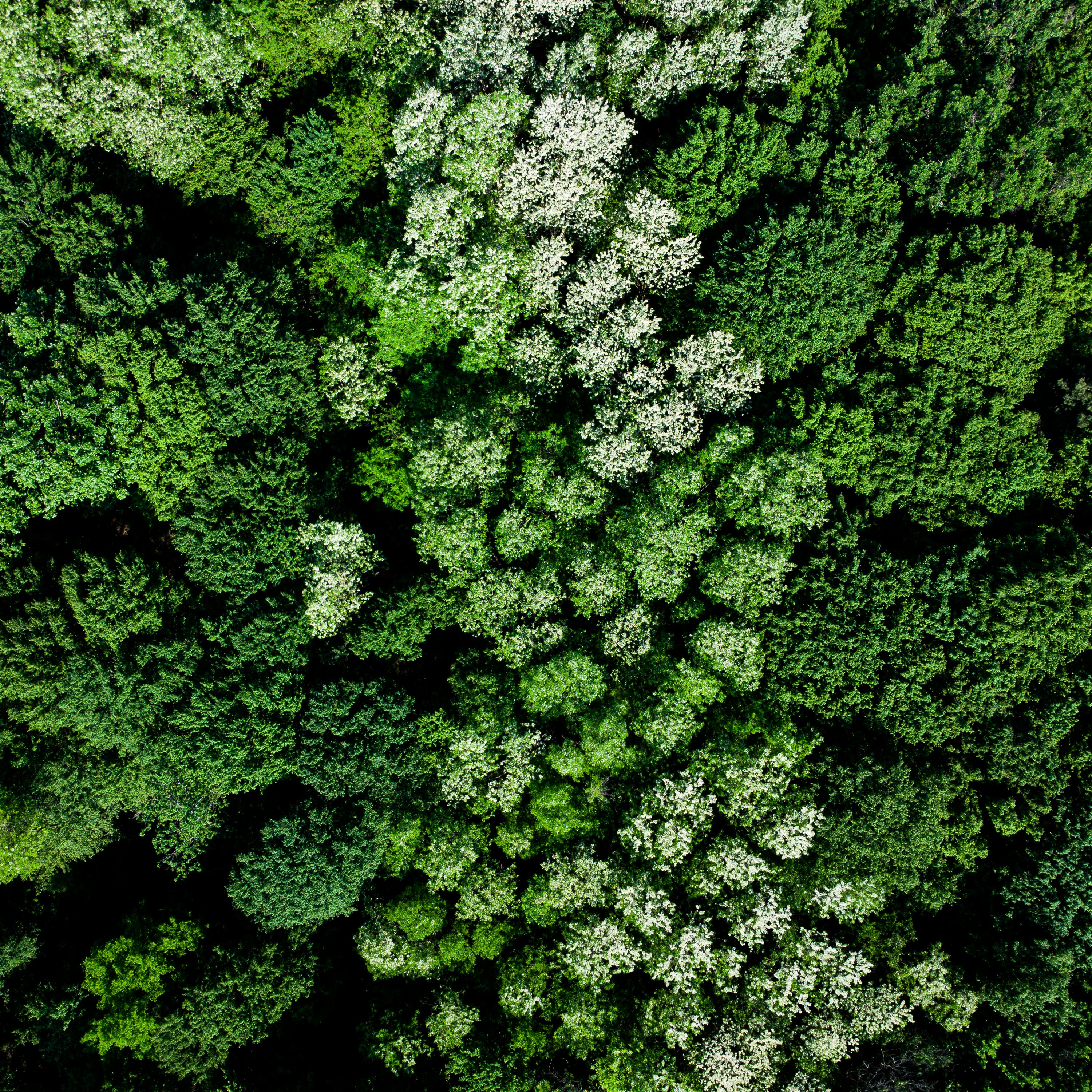 Dar Green Forest Bakground Photos, Download The BEST Free Dar Green ...