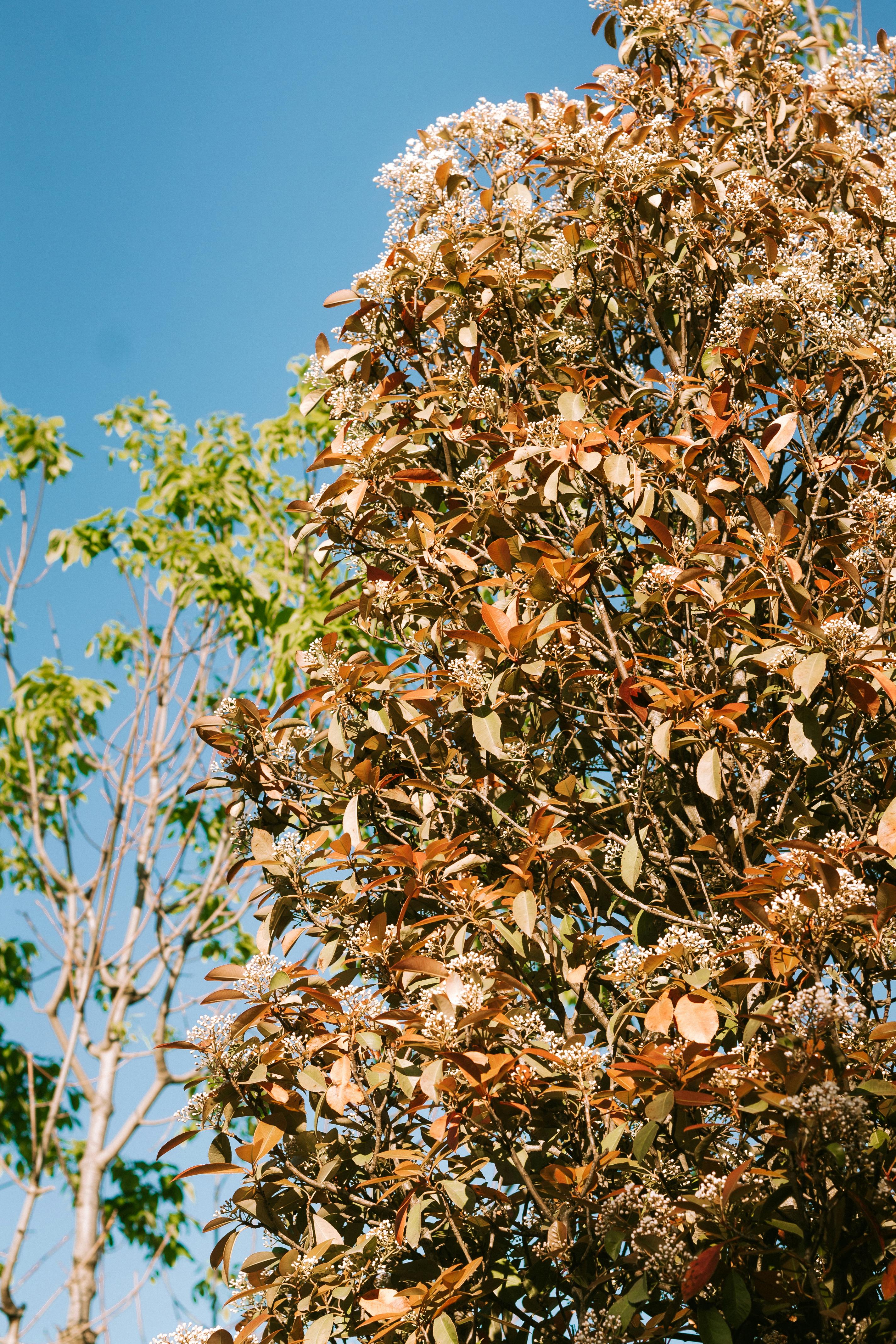 Brown Tree Leaves in Autumn · Free Stock Photo