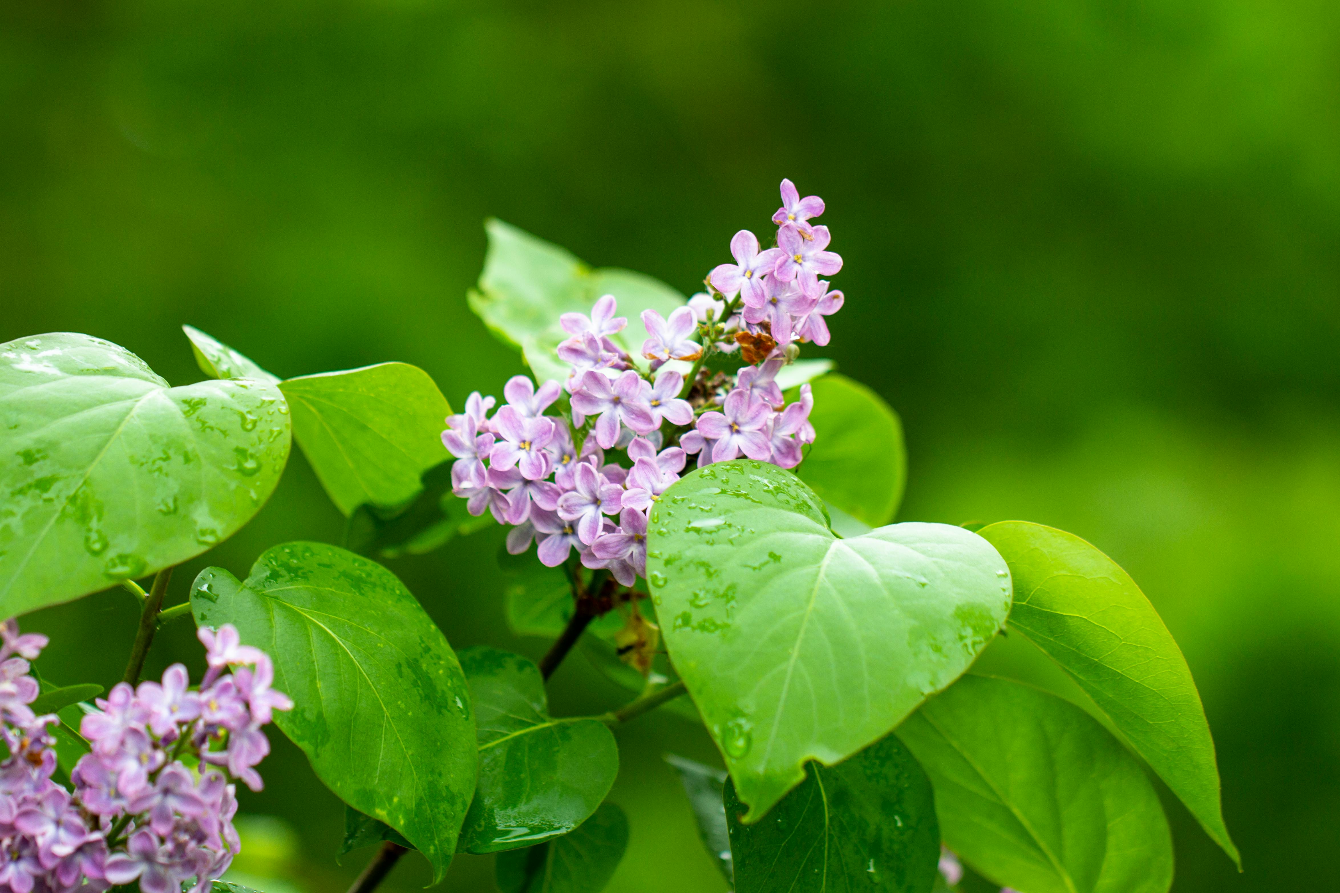 Este Lilac Photos, Download The BEST Free Este Lilac Stock Photos & HD ...