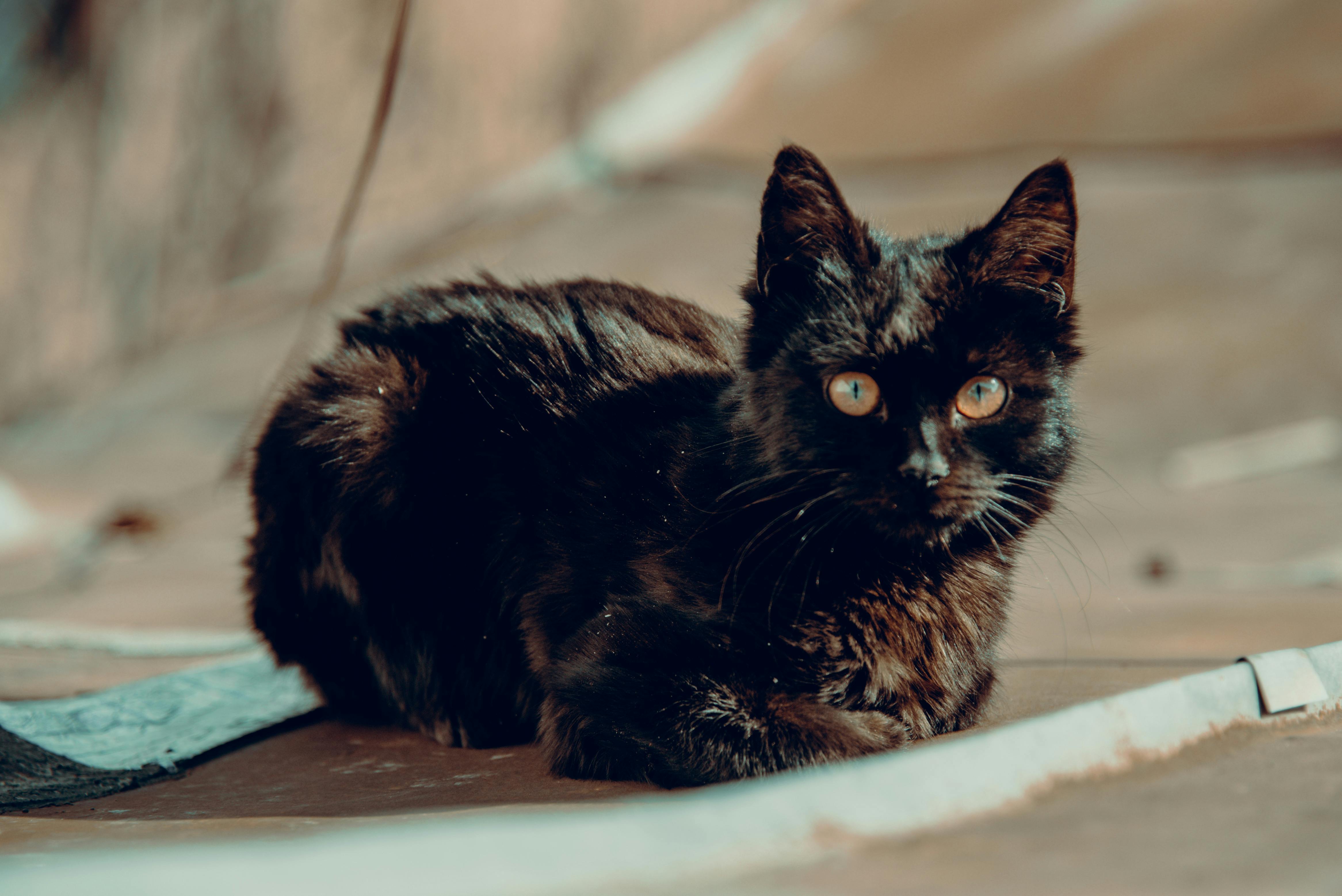 Grish Petrosyan - Fotografie