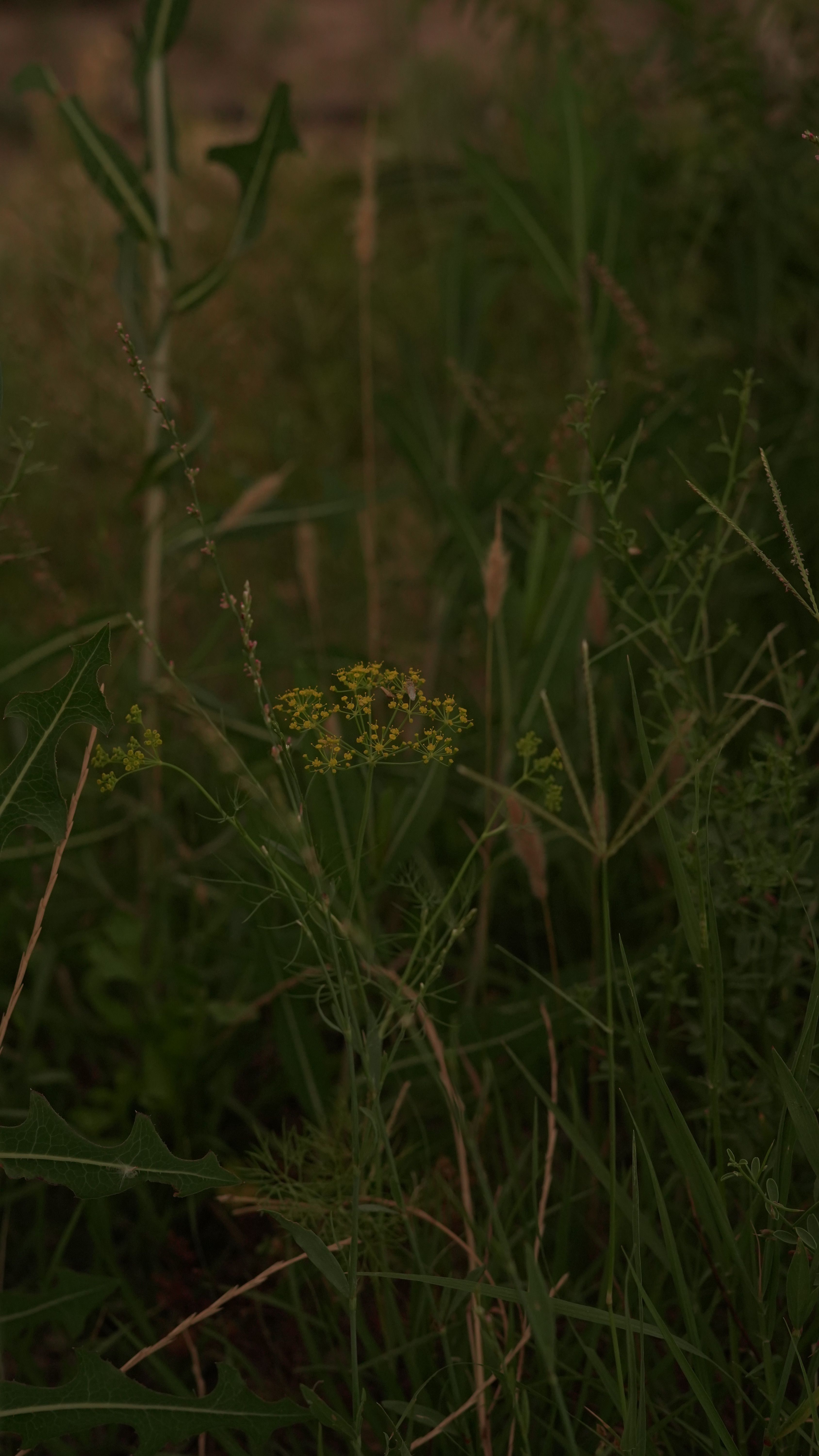 Grassy Weeds Photos, Download The BEST Free Grassy Weeds Stock Photos ...