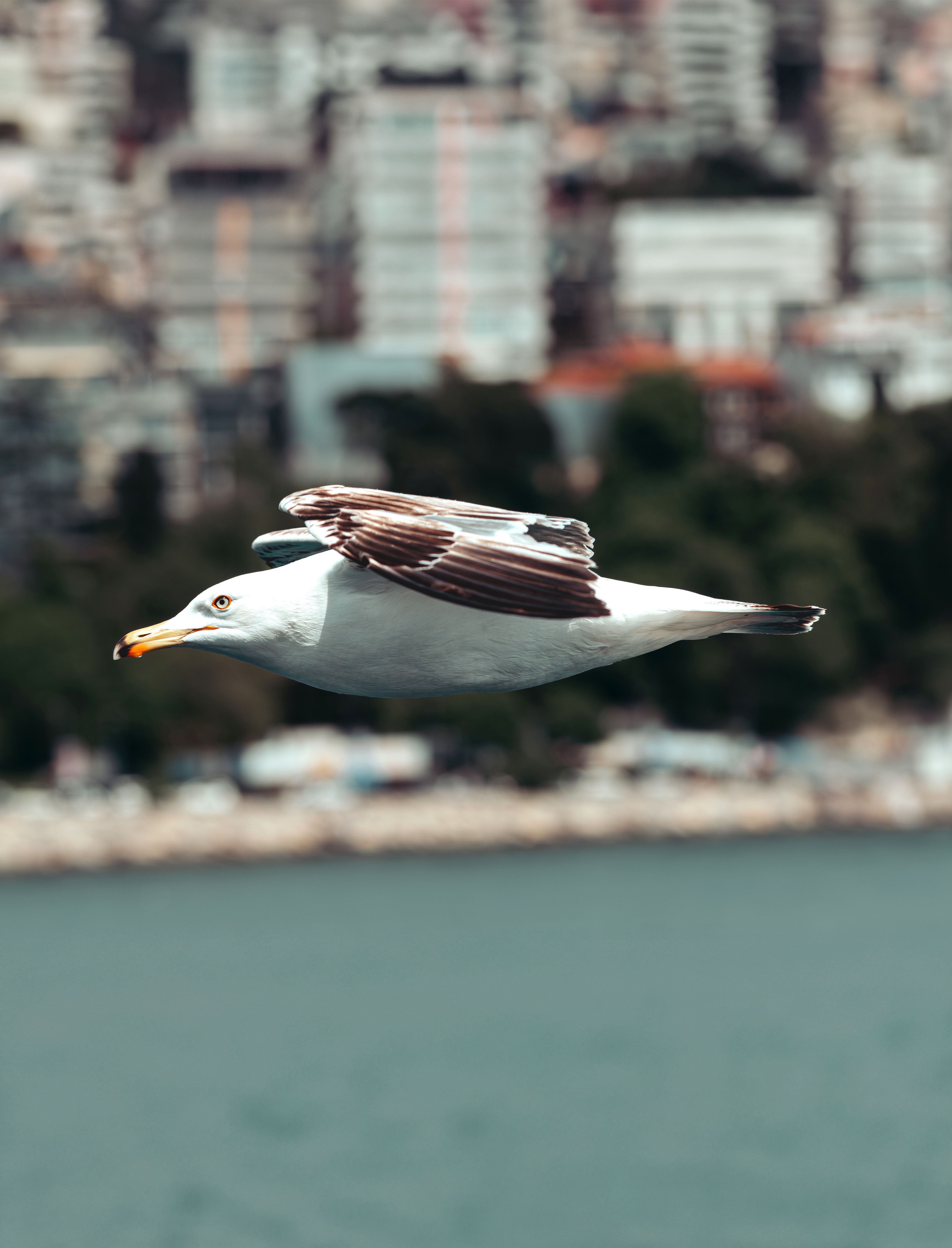 Flying Seagull in Close Up · Free Stock Photo