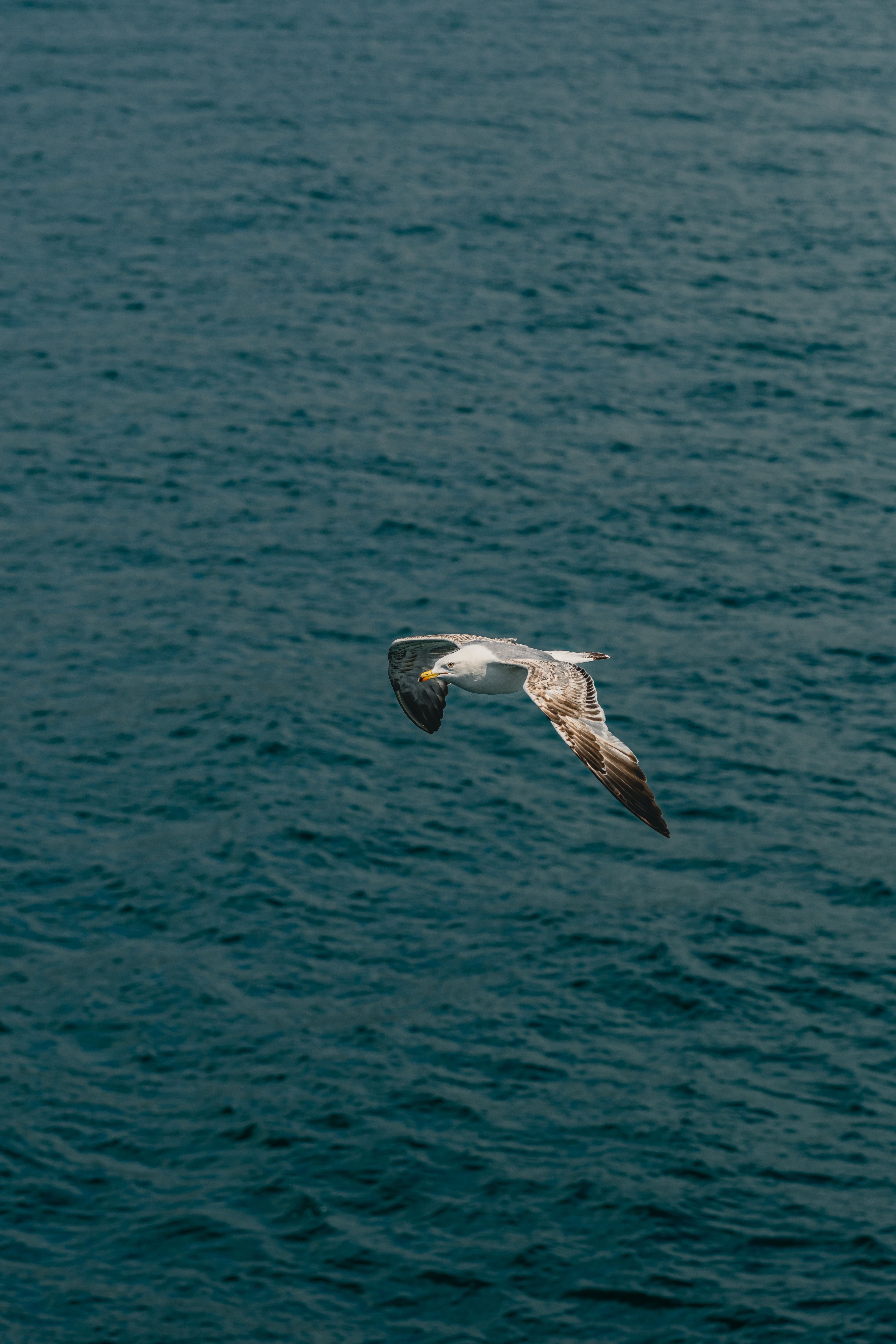 Seagull Flying Above the Sea · Free Stock Photo